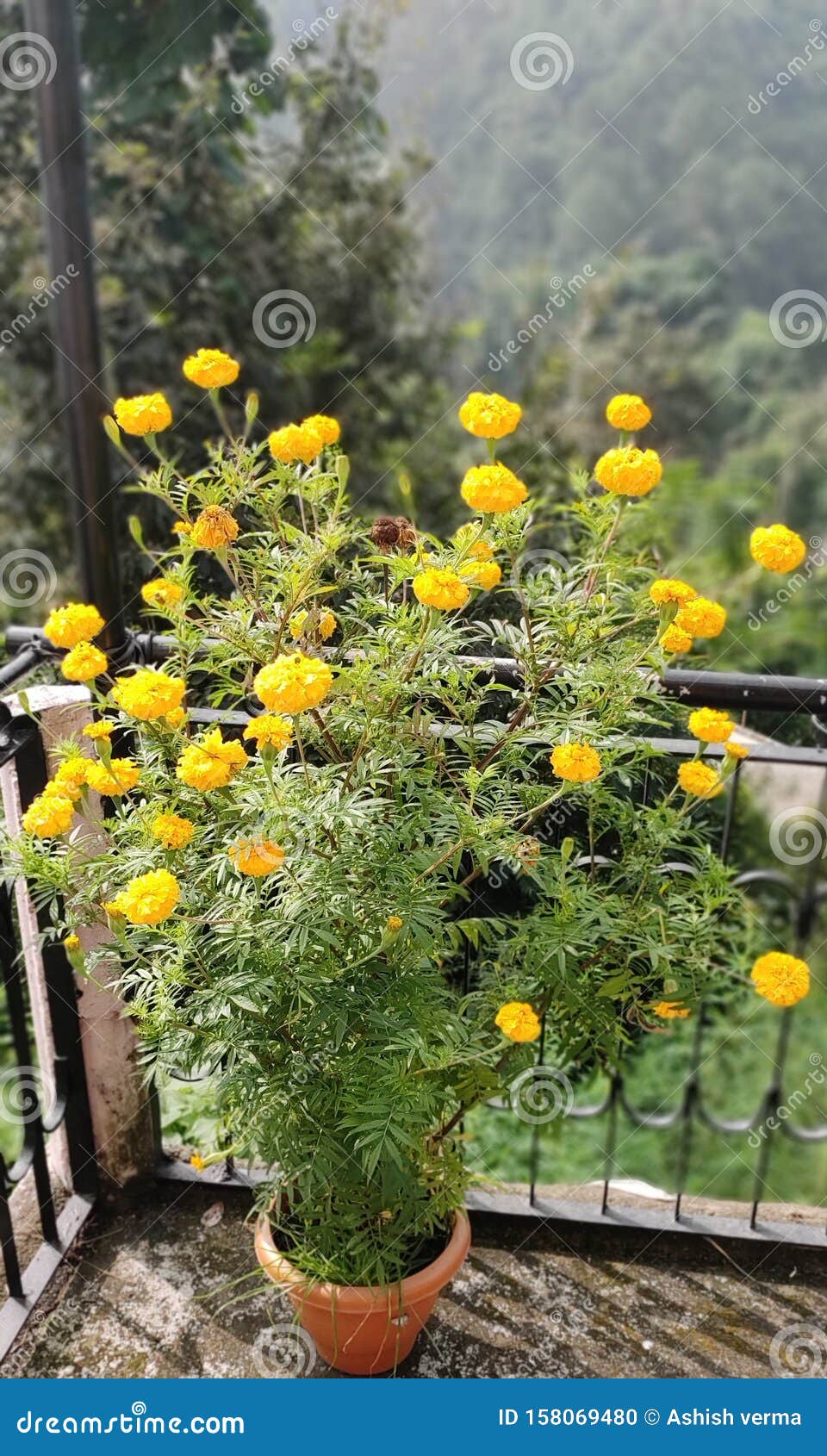 Marry gold stock photo. Image of natural, gold, marry - 158069480