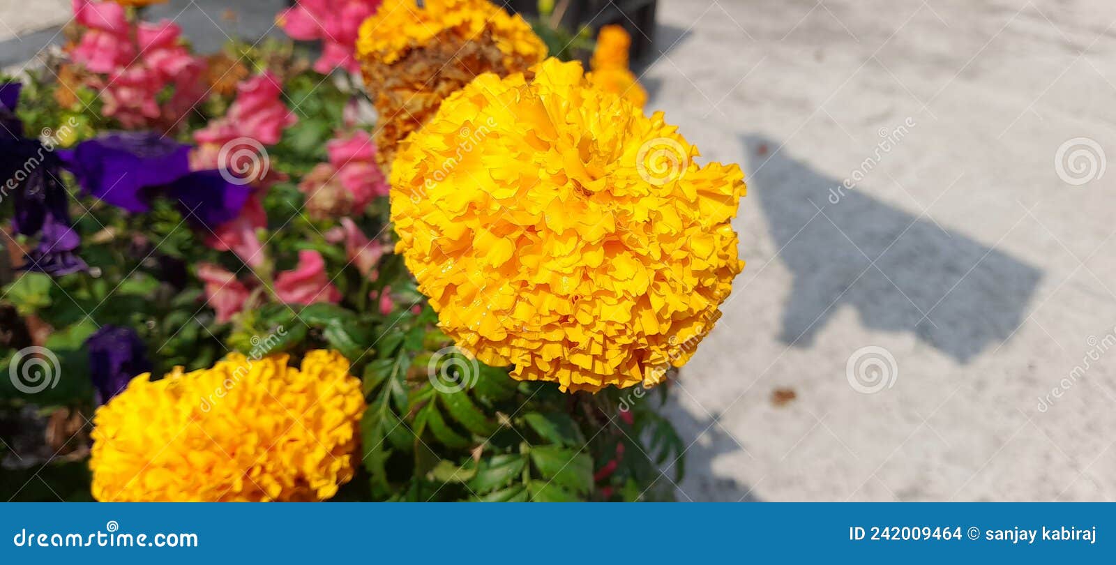 Marry Gold Flower Yellow Flower Stock Photo - Image of blossom, herb ...