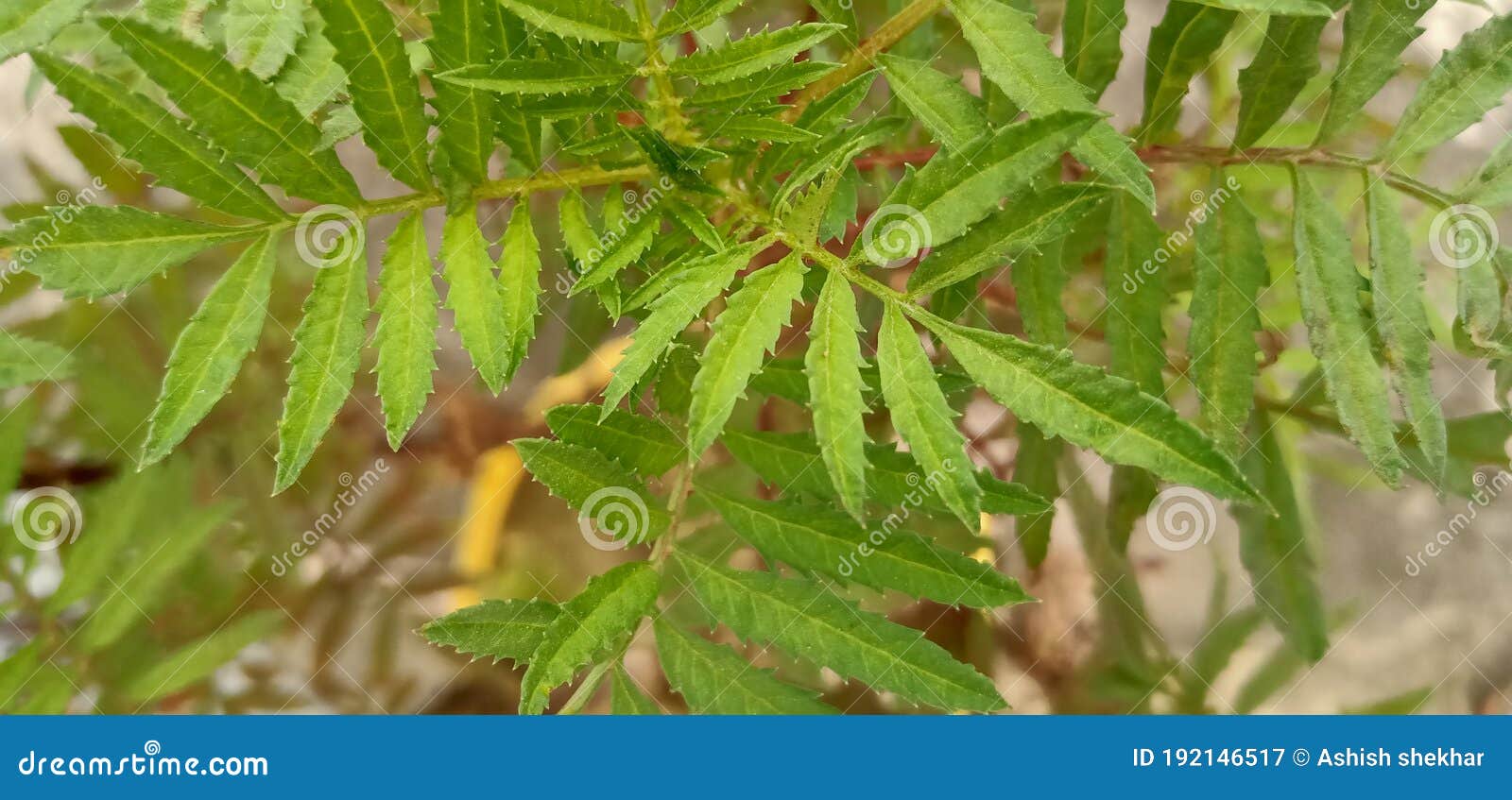 This is a marry gold plant stock image. Image of marry - 192146517