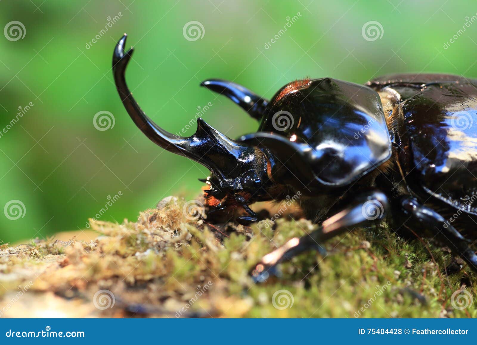 Mars elephant beetle stock photo. Image of stag, andes - 75404428