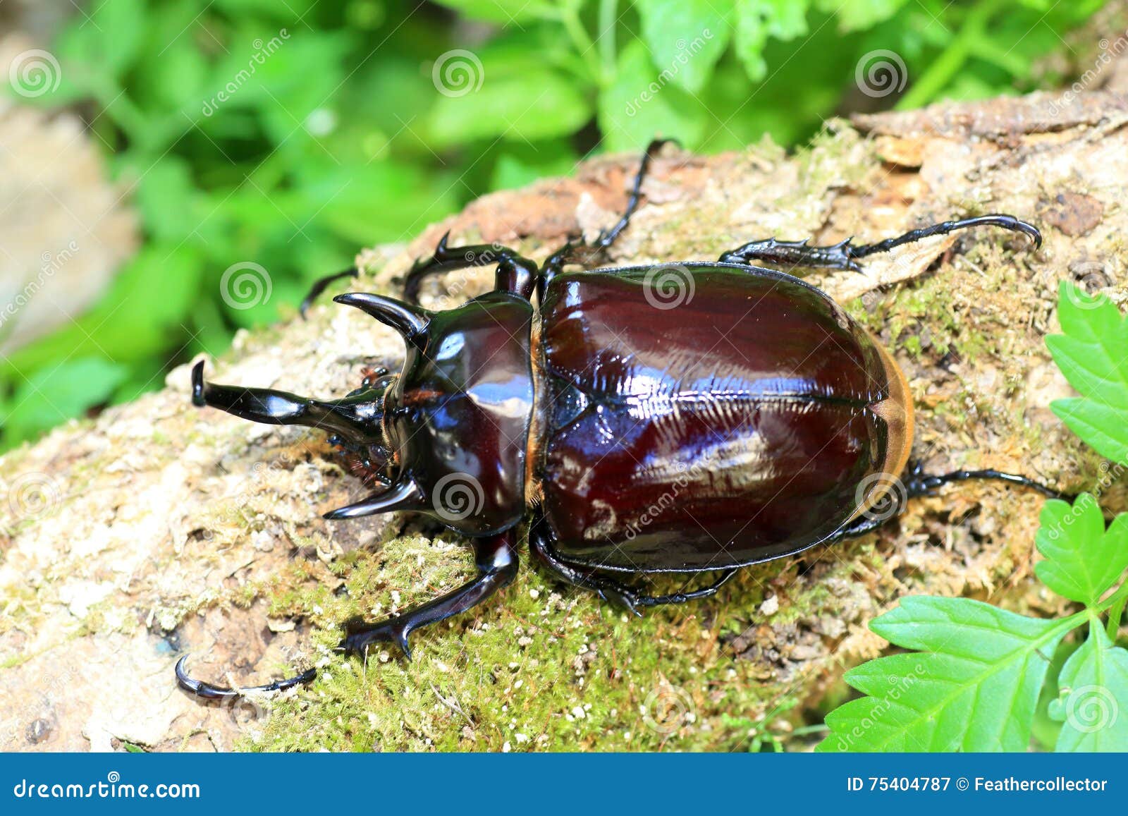Mars elephant beetle stock image. Image of amazon, forest - 75404787