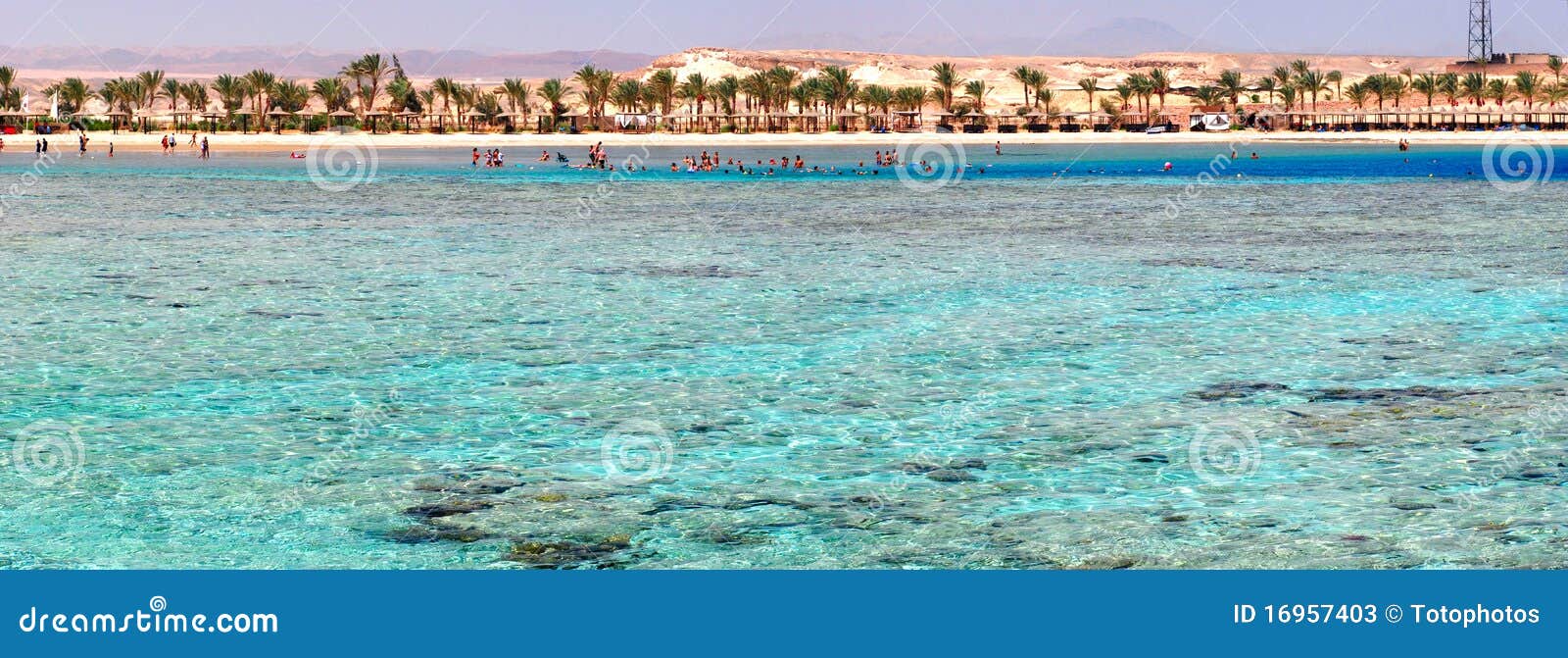 Coral Beach Background Texture Stock Photography | CartoonDealer.com ...