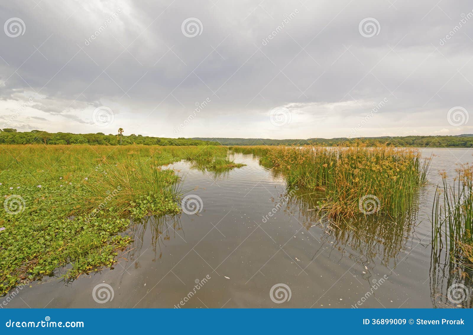 Marschland Auf Einem Wilden Fluss Stockbild - Bild von betriebe ...