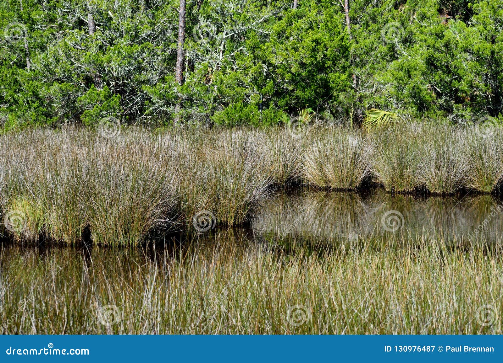 Marschland Von Florida, USA Stockbild - Bild von sumpfgebiet, umgebung ...