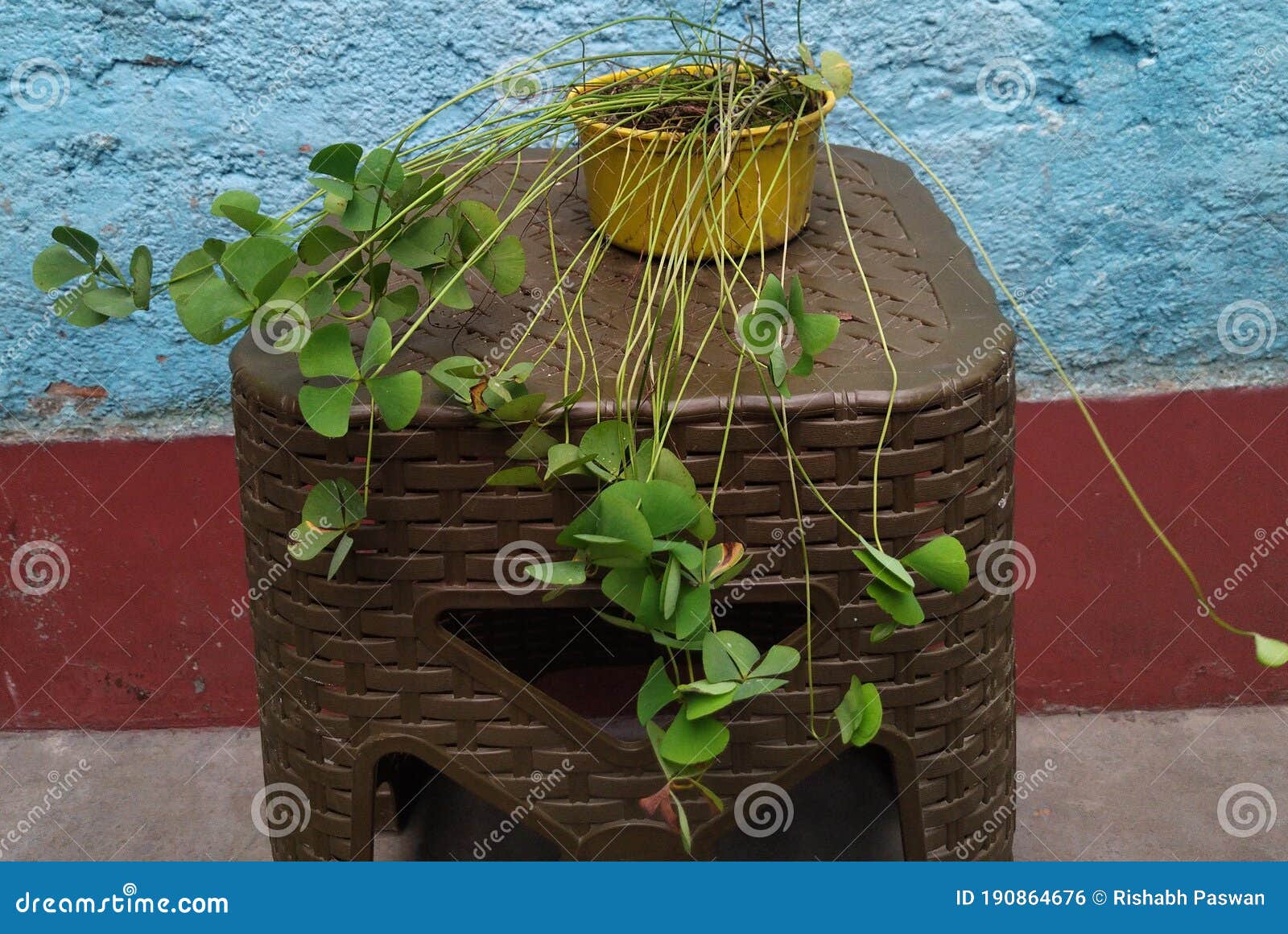 Marselia Hirsuta Live Aquarium Plants Stock Photo - Image of marselia ...