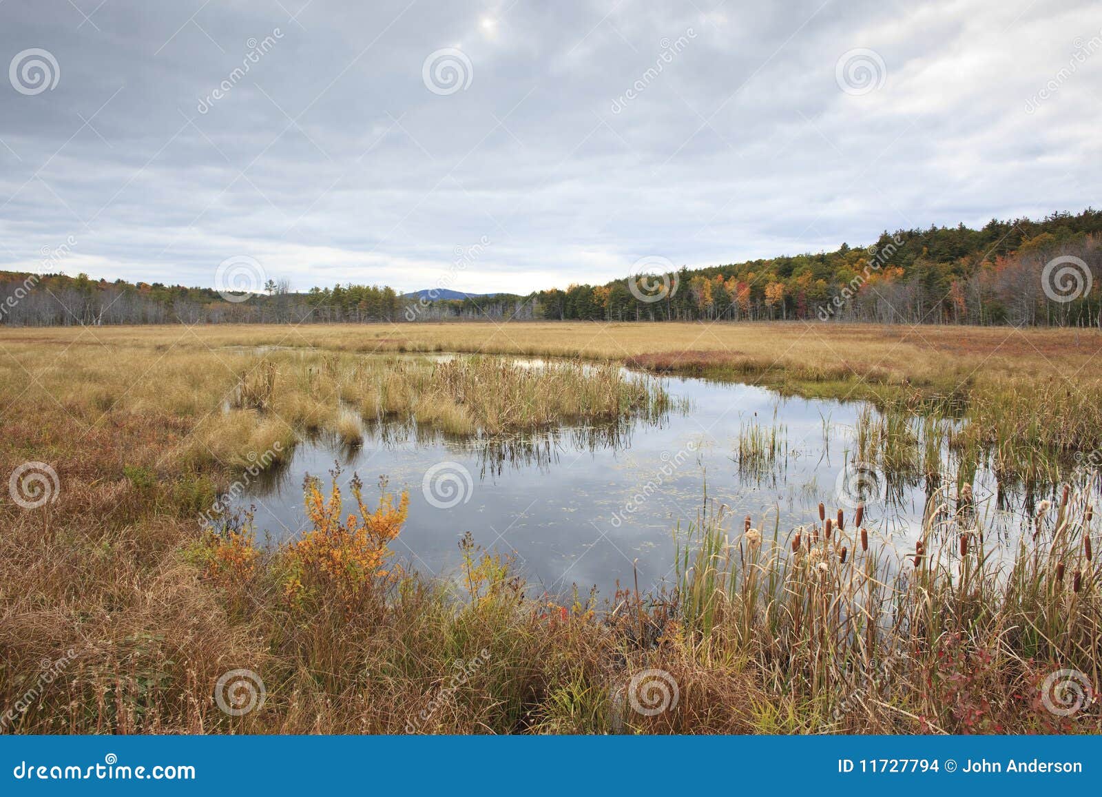 Marsh stock photo. Image of grass, england, rural, pond - 11727794