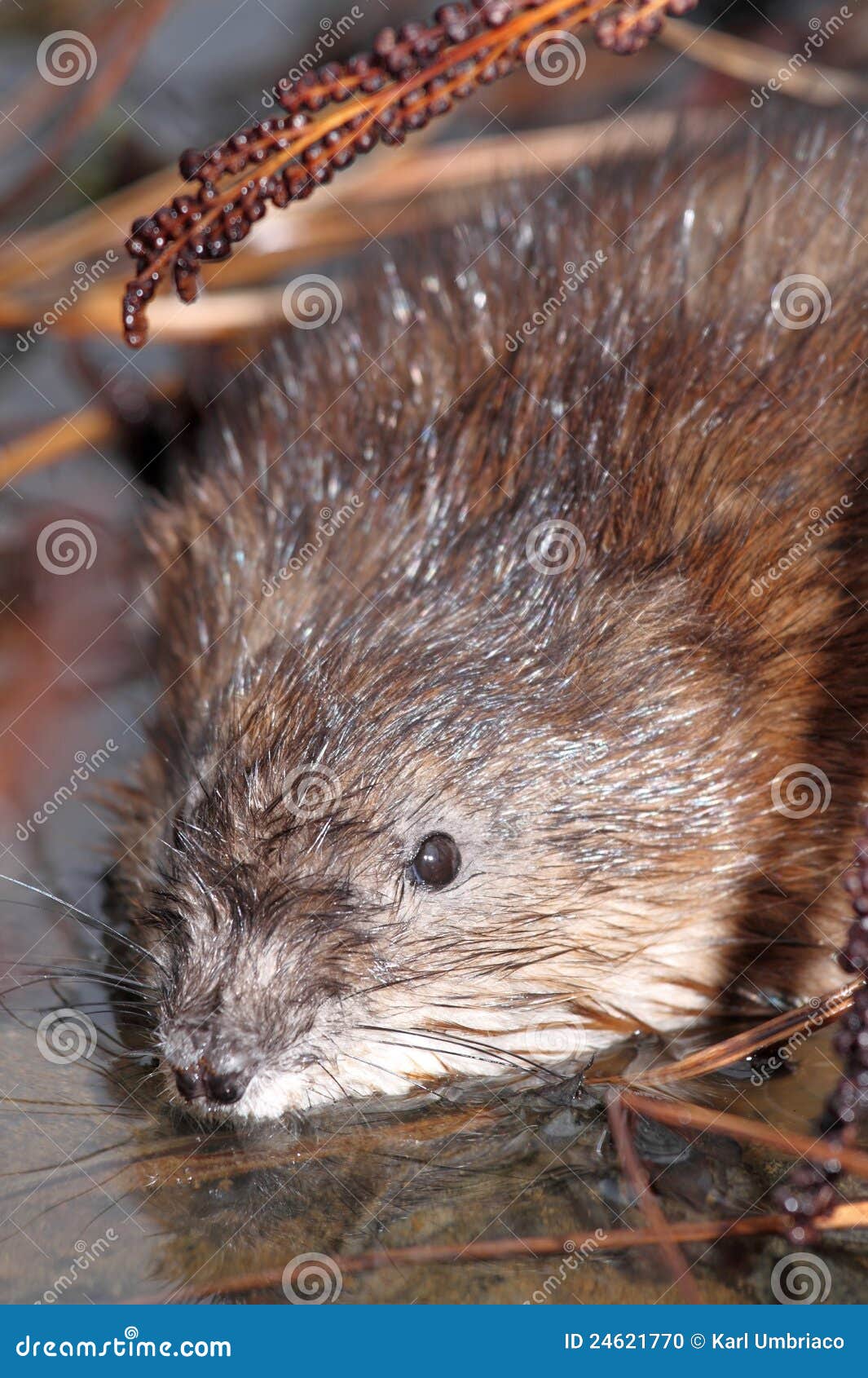Marsh stock photo. Image of nature, spring, marsh, mammal - 24621770