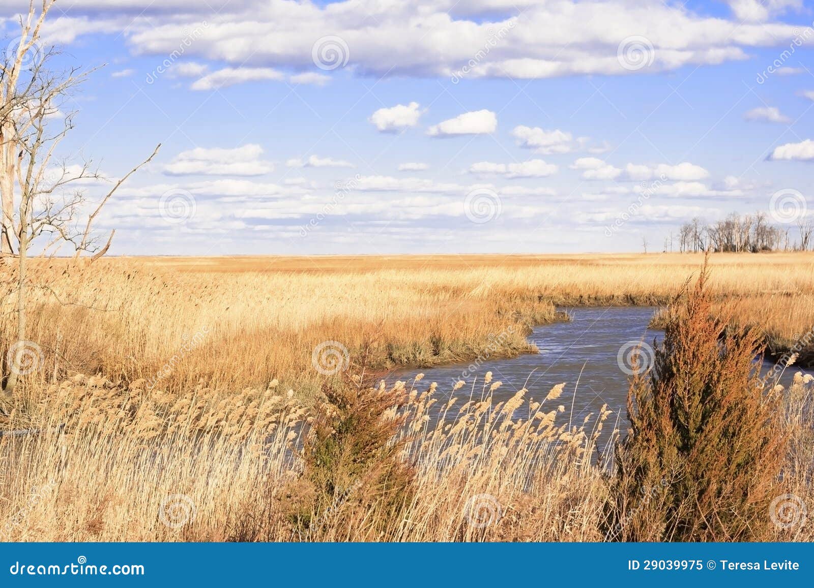 Marsh stock image. Image of wallpaper, grass, white, winter - 29039975