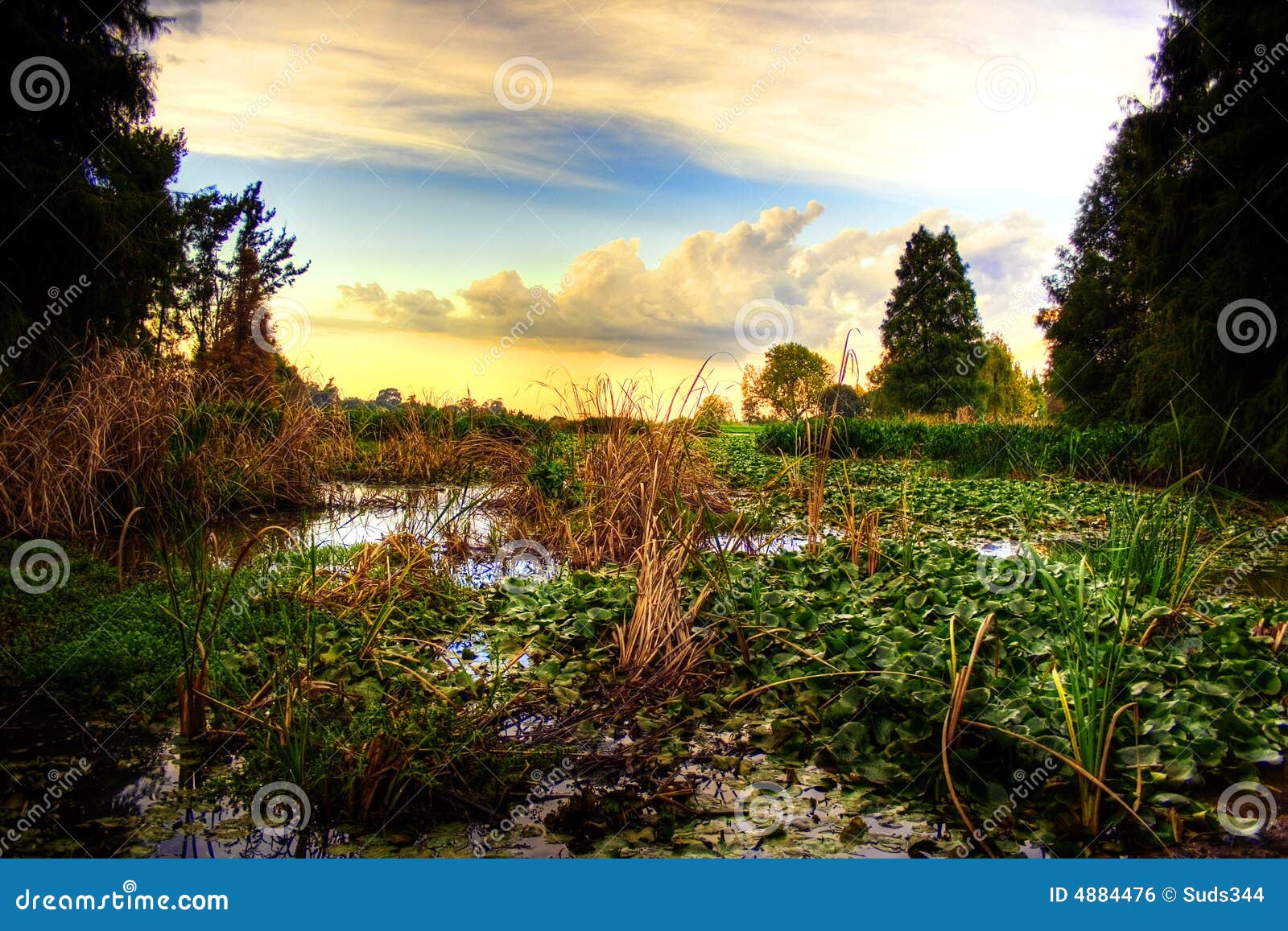 Marsh stock photo. Image of clouds, johannesburg, gardens - 4884476