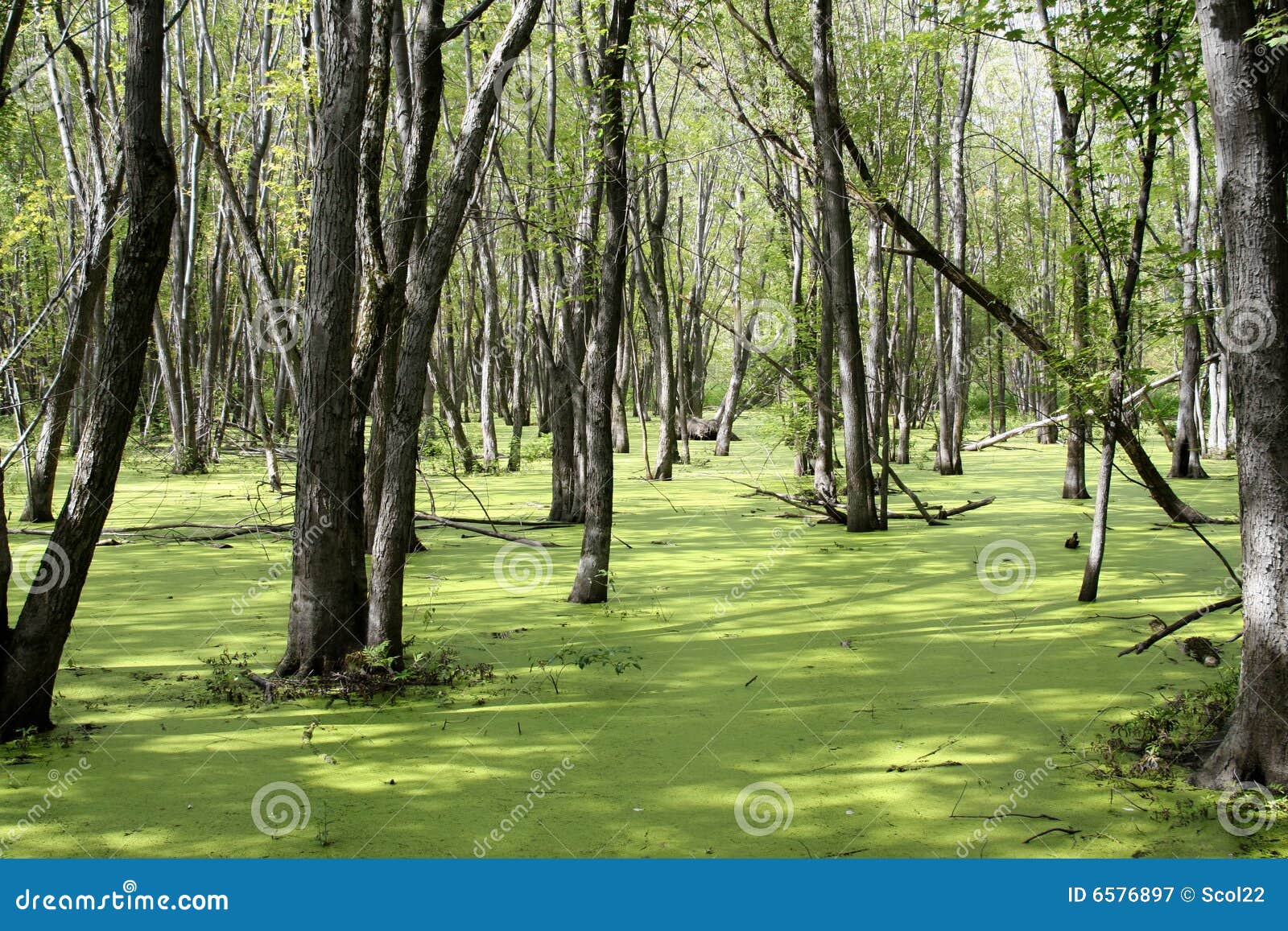 Marsh stock image. Image of beautiful, lake, foliage, moss - 6576897