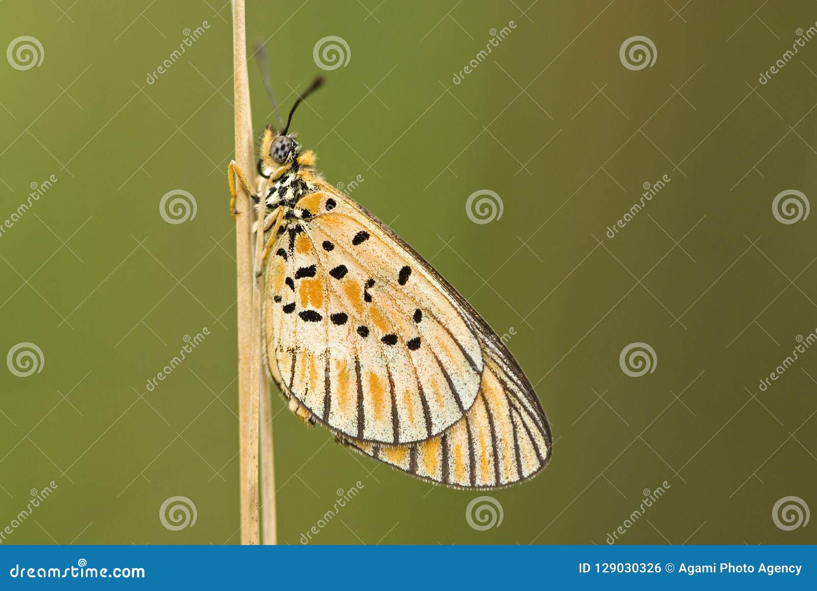 Marsh Acraea, Acraea Rahira Stock Photo - Image of rahira, tagfalter ...