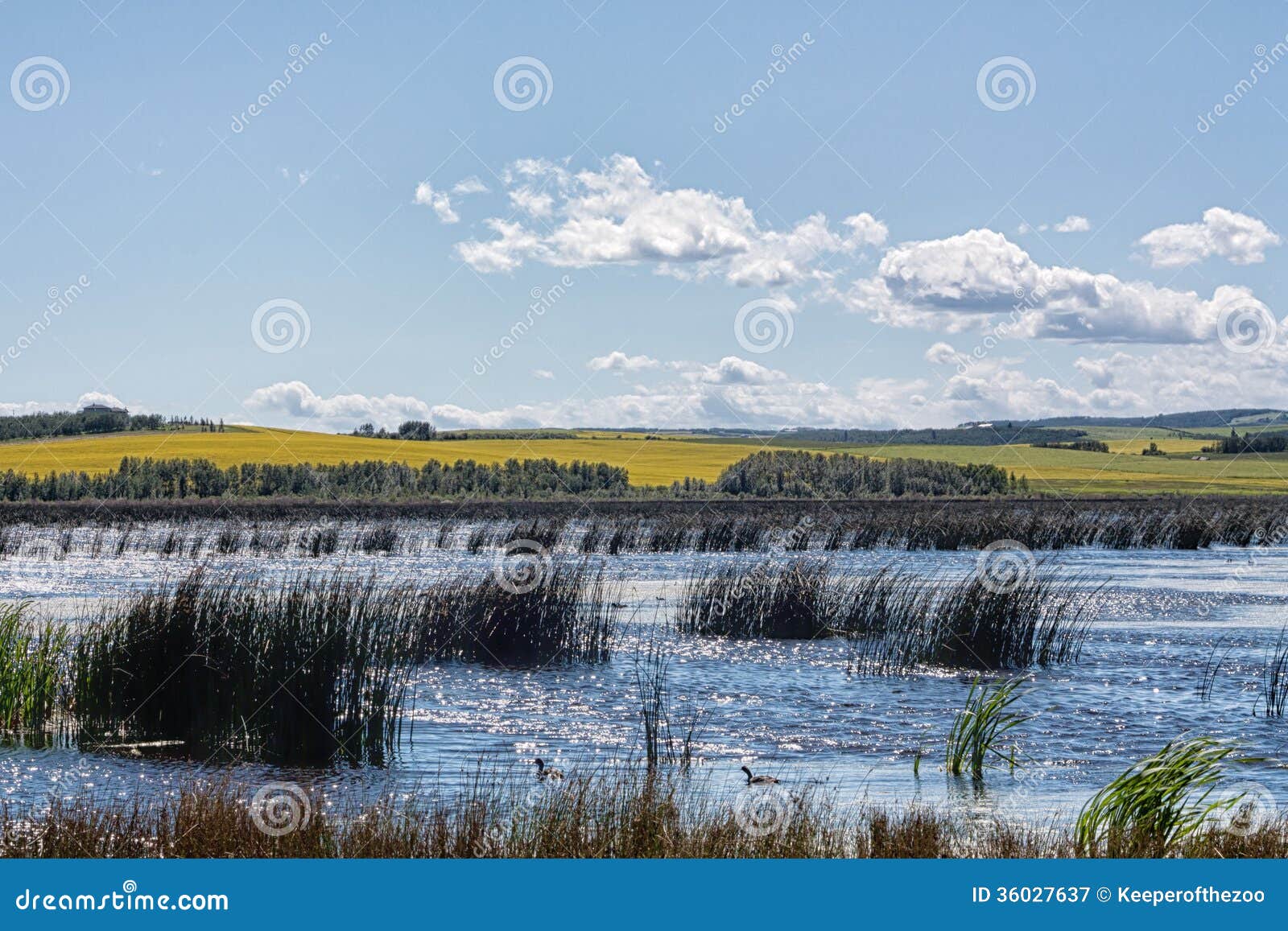 Marsh in the Alberta Prairies Stock Image - Image of grass, foothills ...