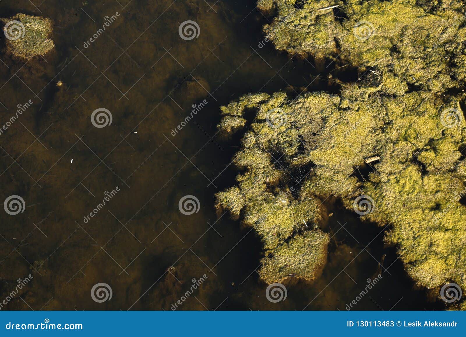 Marsh Algae. Green Models of Algae on the Water. Bog with Organic ...