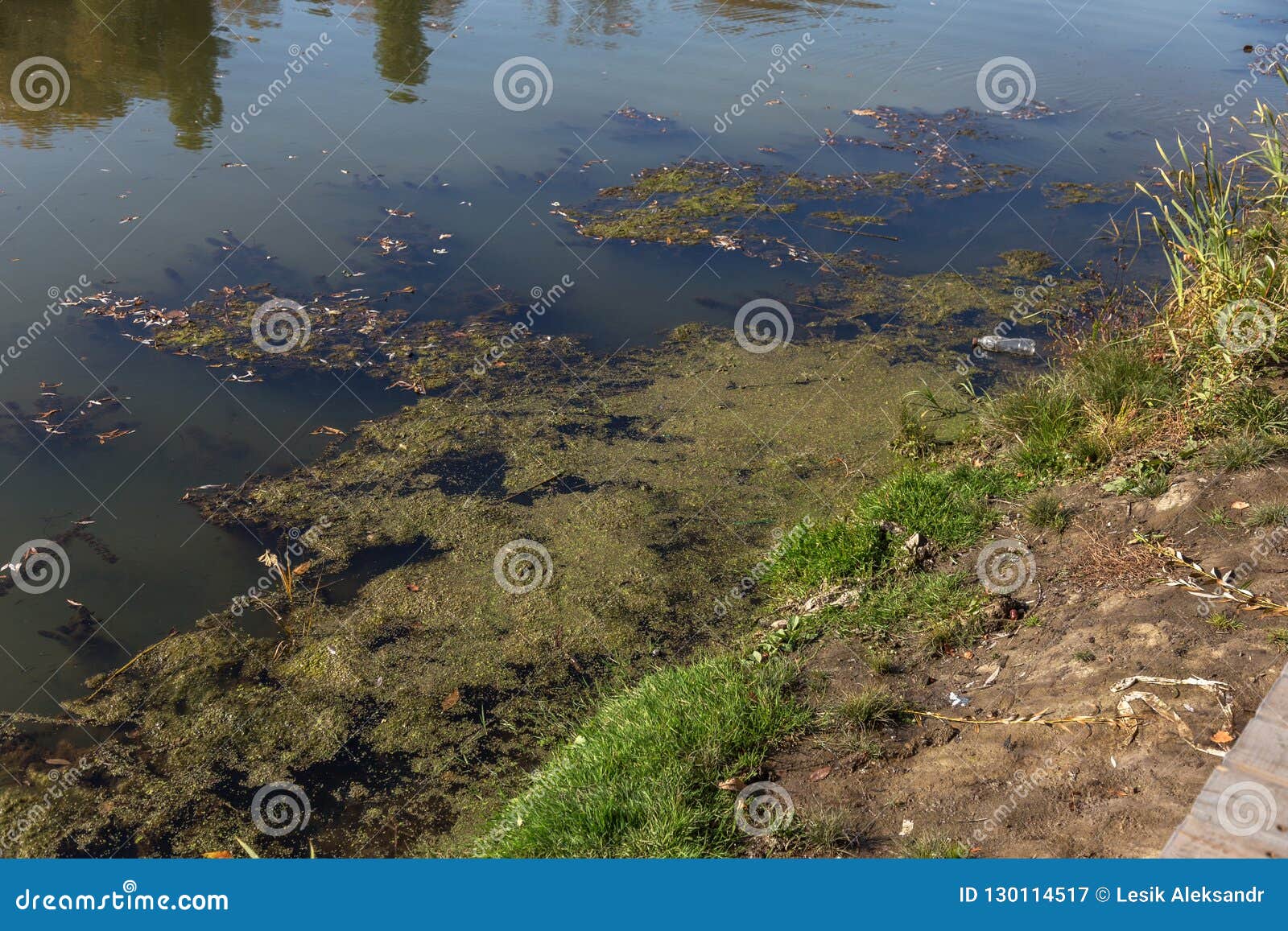 Marsh Algae. Green Models of Algae on the Water. Bog with Organic ...