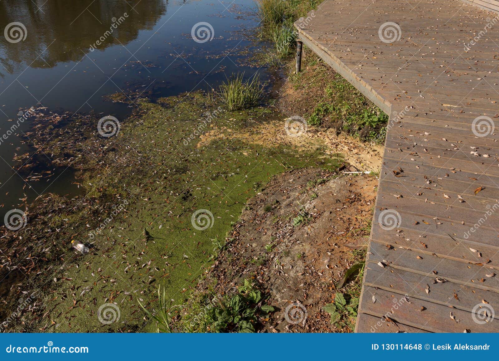 Marsh Algae. Green Models of Algae on the Water. Bog with Organic ...