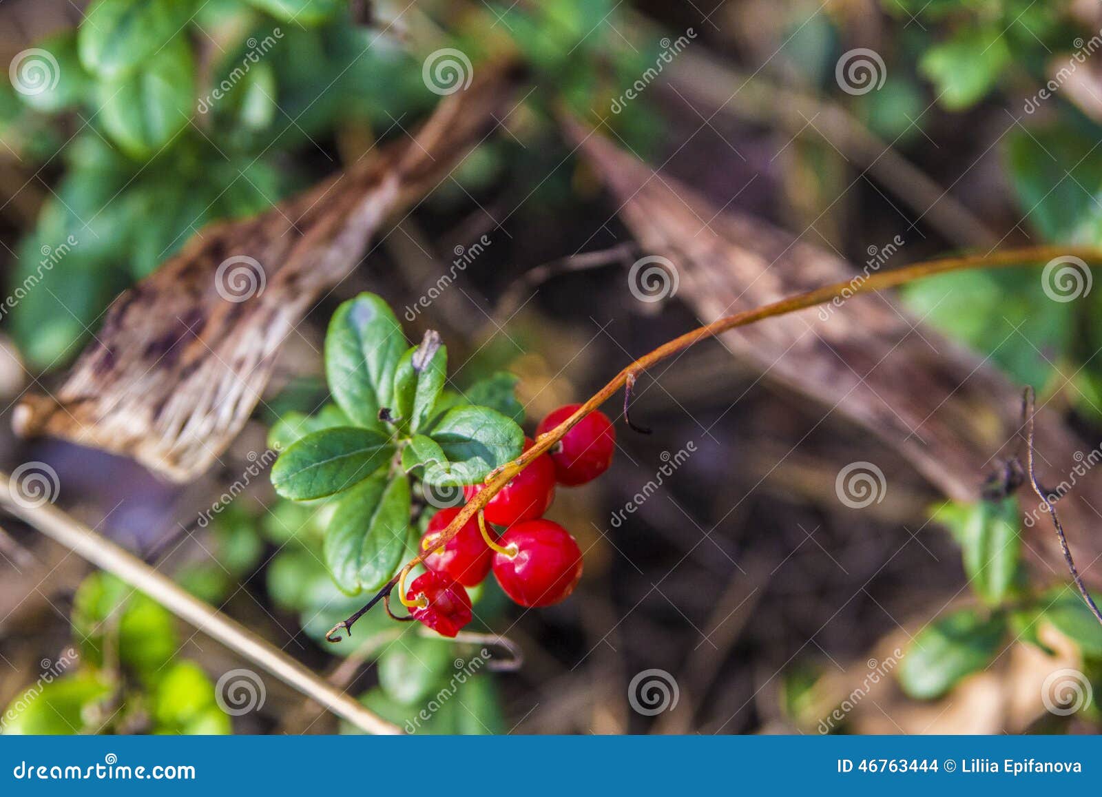 Marsh berries stock photo. Image of marsh, swamp, forestry - 46763444