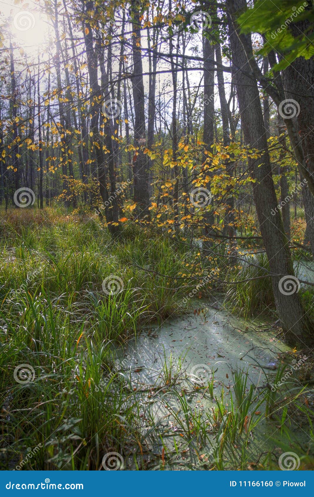 Marsh in Bialowieski Forest Stock Photo - Image of life, forest: 11166160