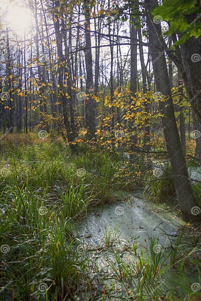 Marsh in Bialowieski Forest Stock Photo - Image of life, forest: 11166160