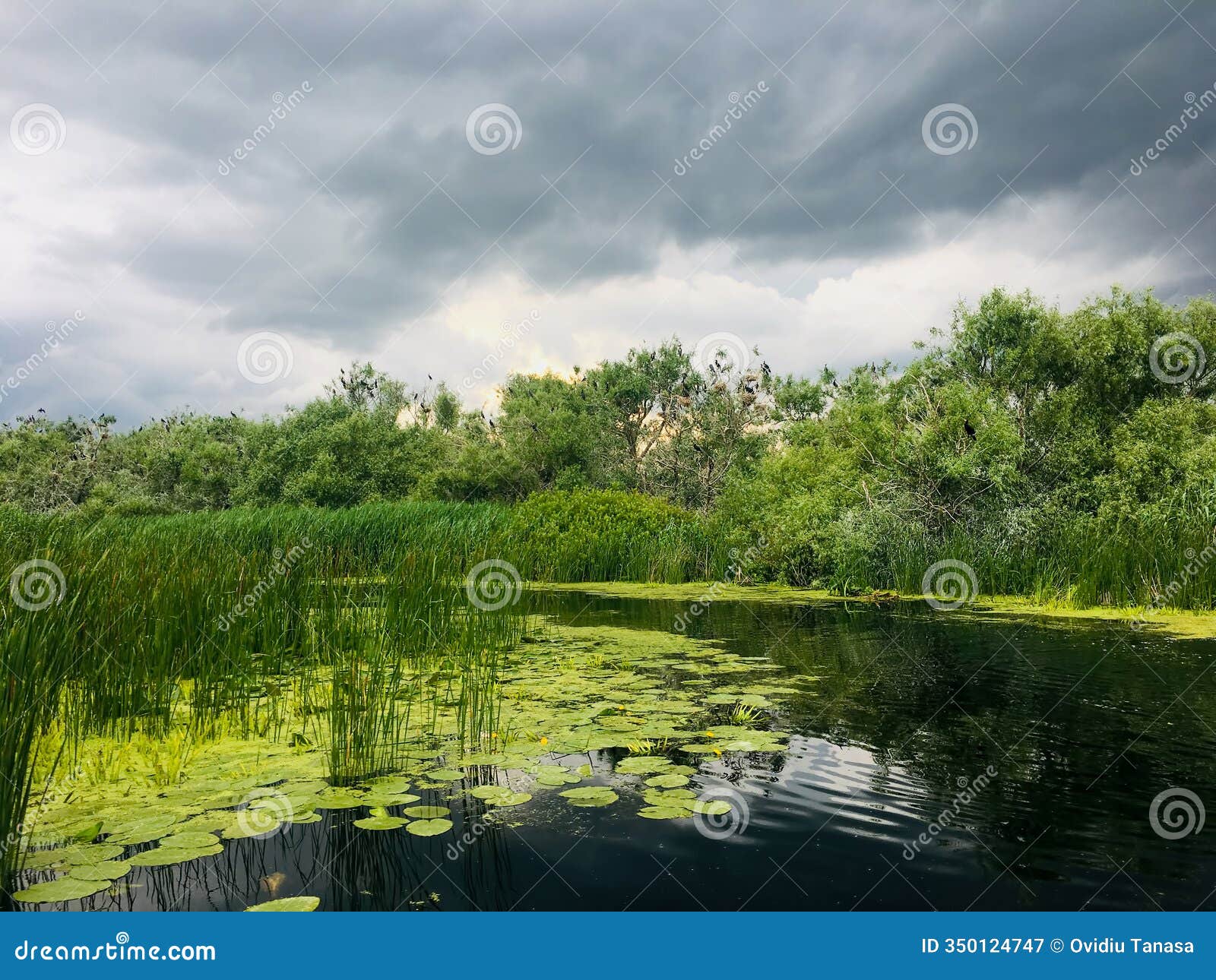 Marsh with Big Reed Grass and Green Trees and Full of Birds Stock Image ...