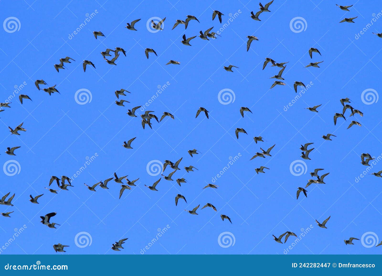Marsh Birds in Flight Spring Migrations Europe Africa Stock Image ...