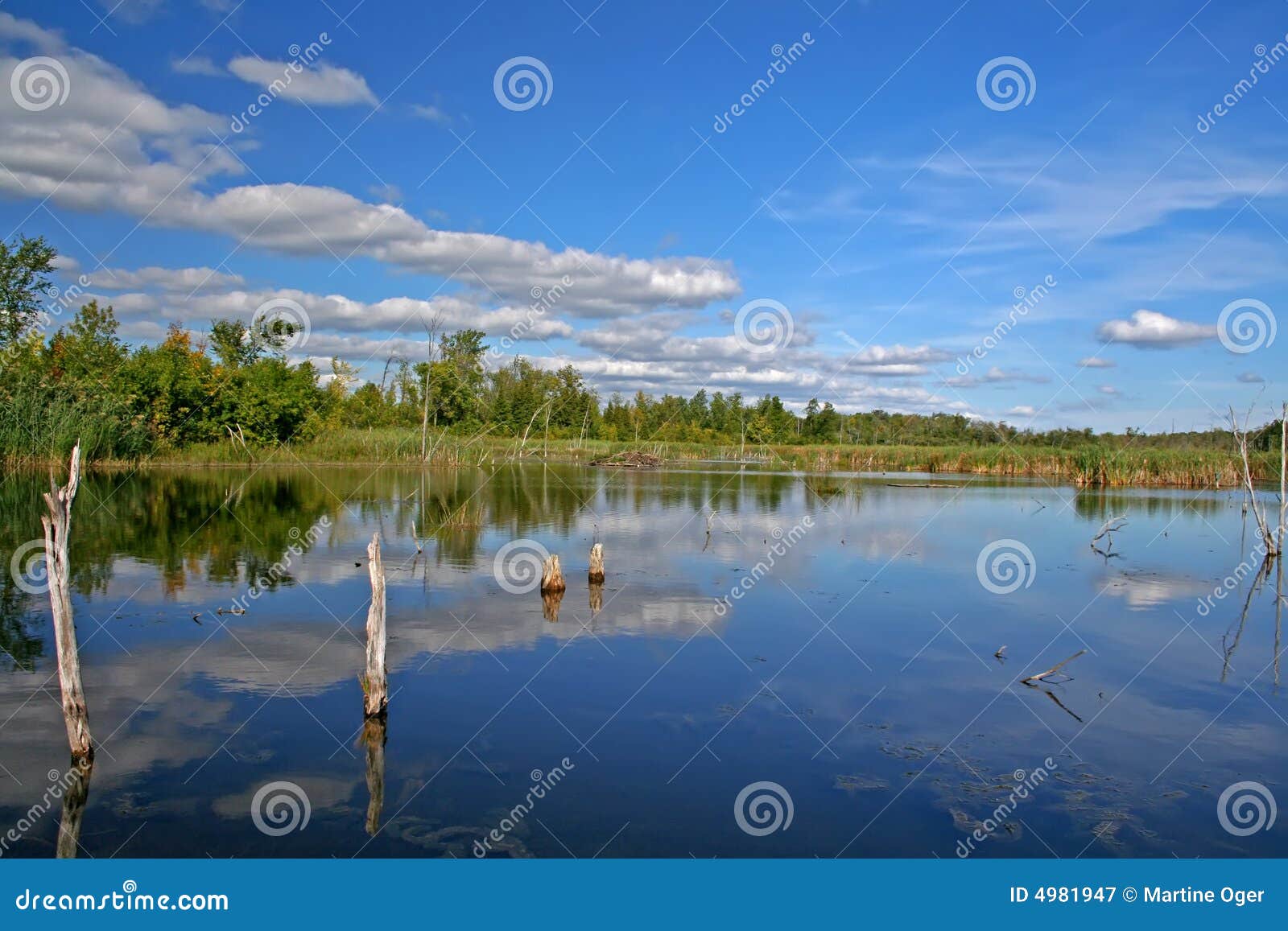 Marsh in Bizard Island stock image. Image of reflection - 4981947