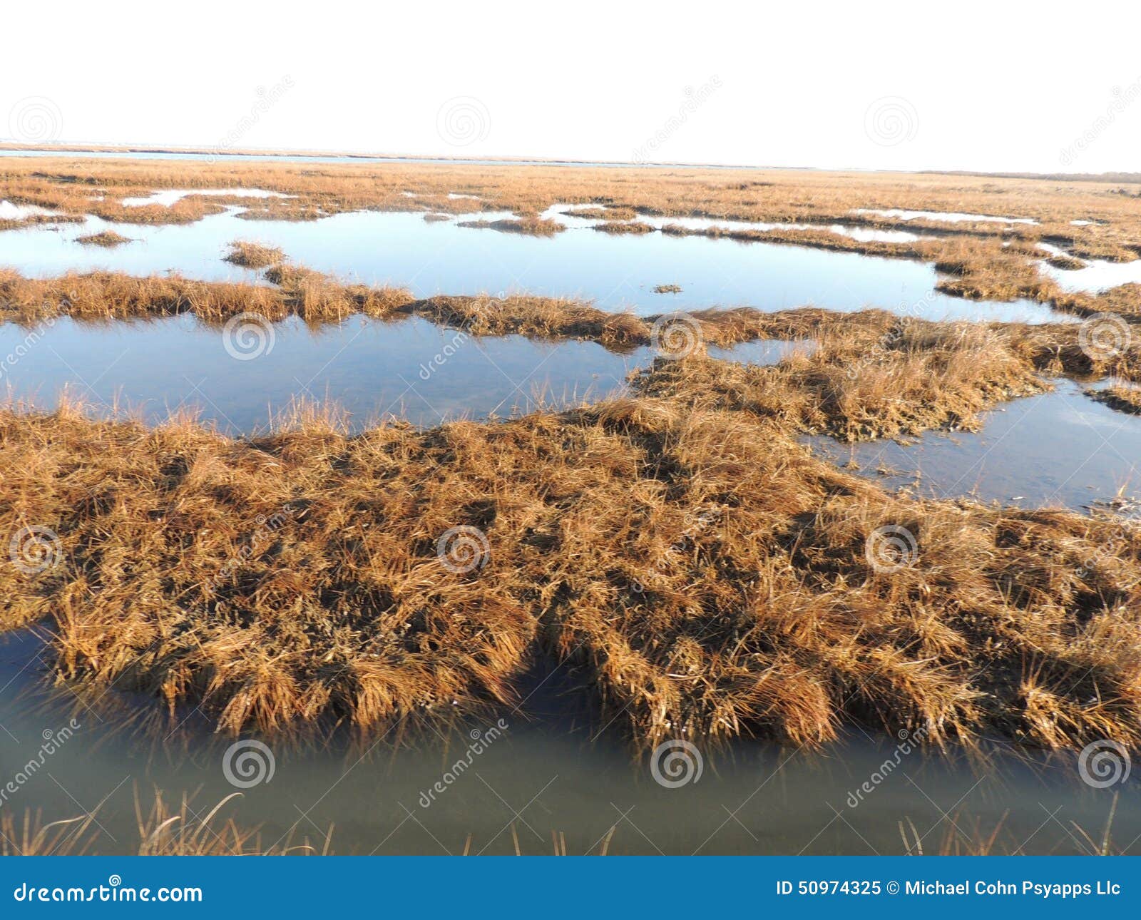 Marsh bog stock image. Image of water, soaking, marsh - 50974325