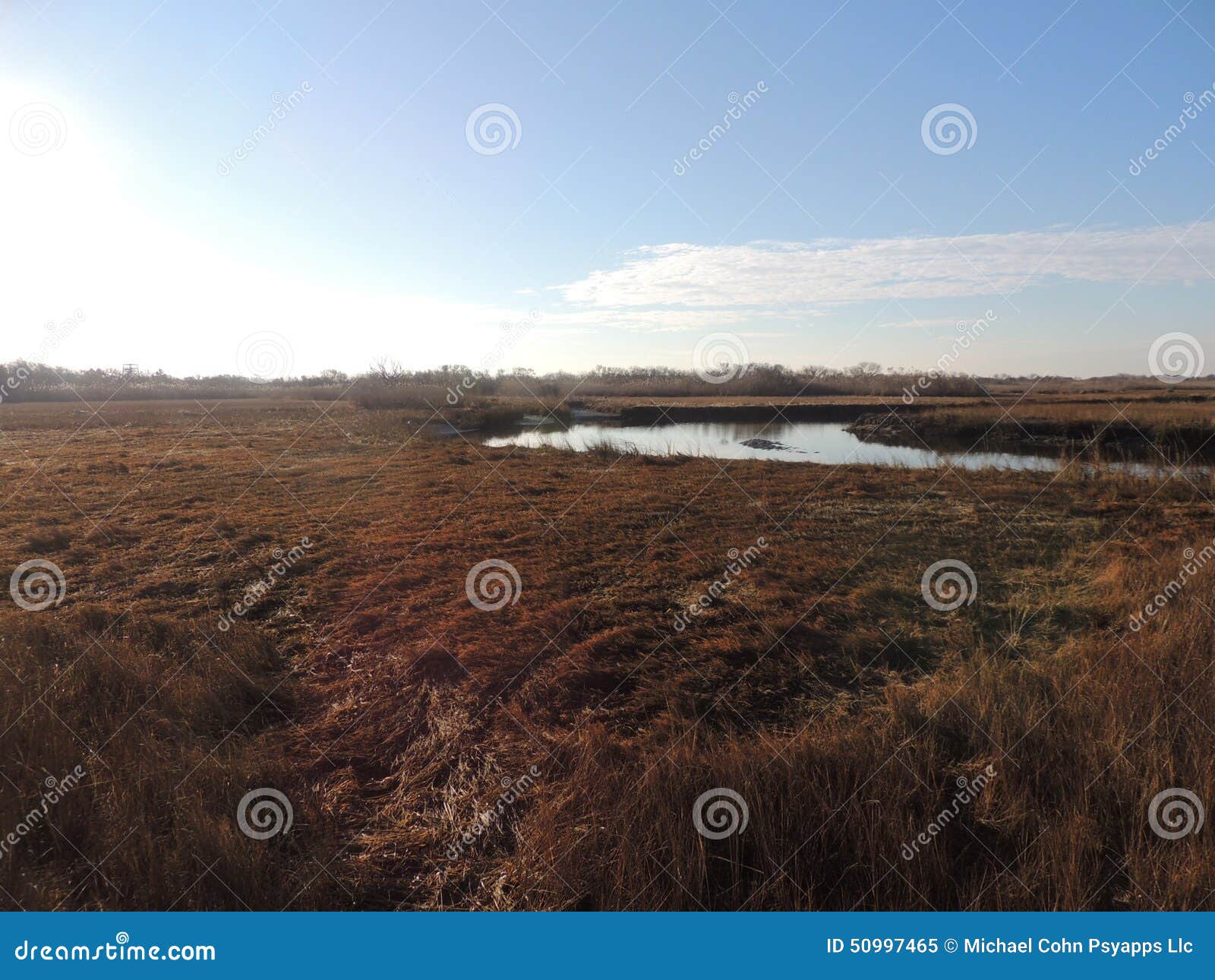 Marsh bog stock image. Image of water, soaking, marsh - 50997465