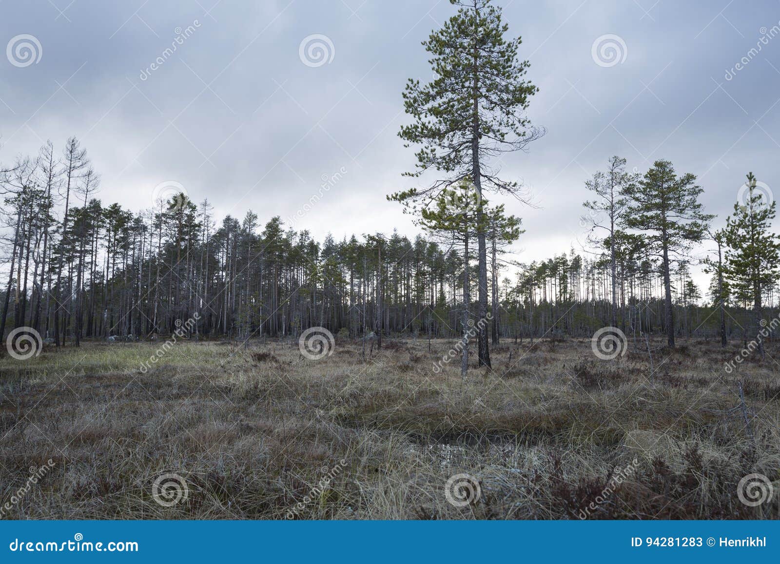 Marsh in burnt landscape stock image. Image of forest - 94281283
