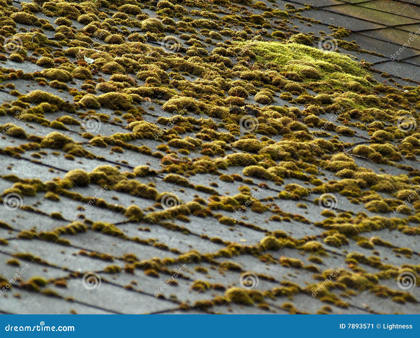 Marsh color moss on a roof stock image. Image of formation - 7893571