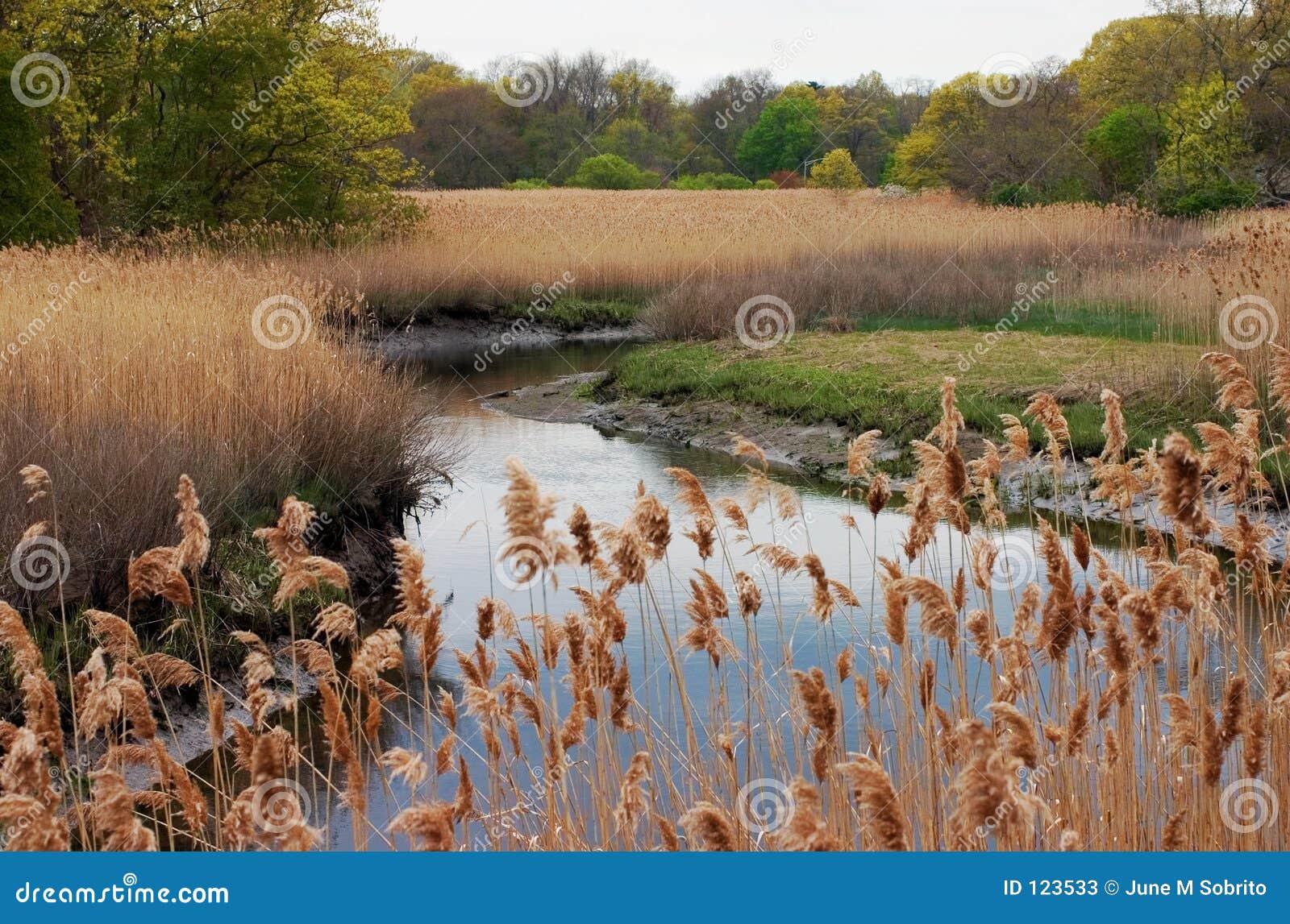 Marsh Colors stock image. Image of marsh, green, land, stream - 123533