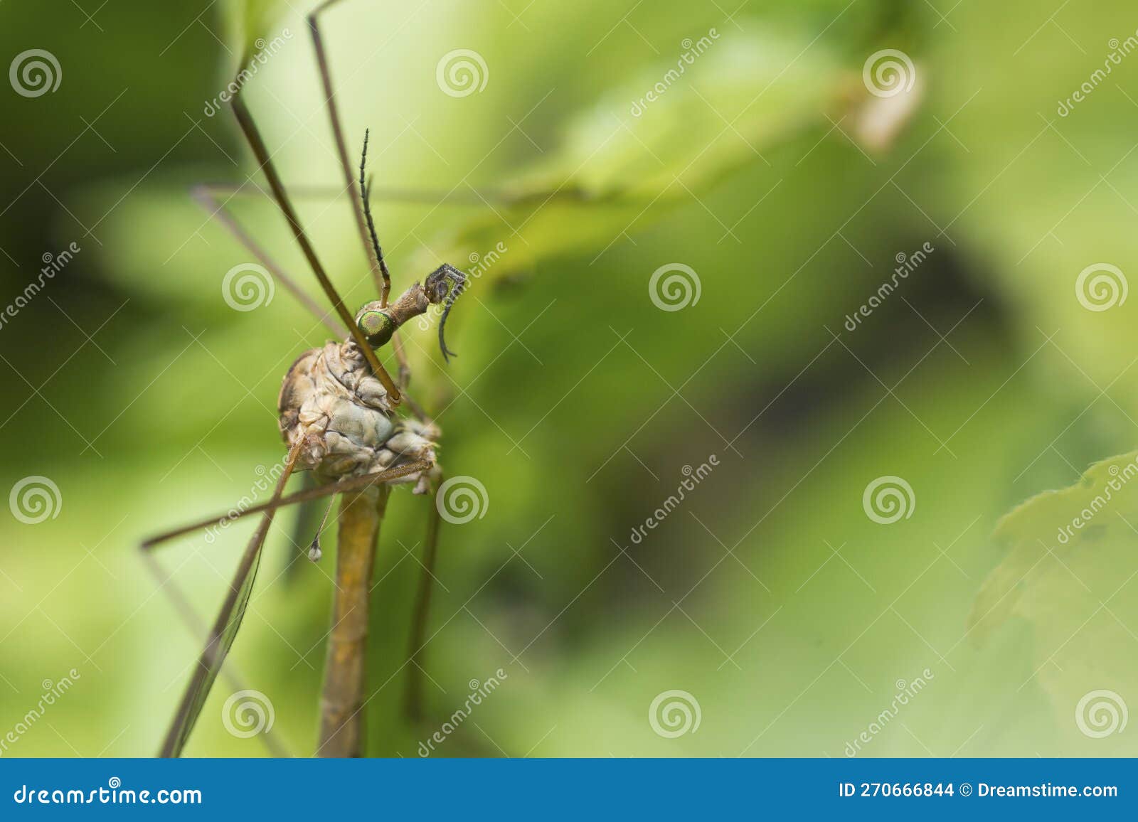 Marsh Crane Fly Head Detail, Tipula Oleracea Stock Photo - Image of ...