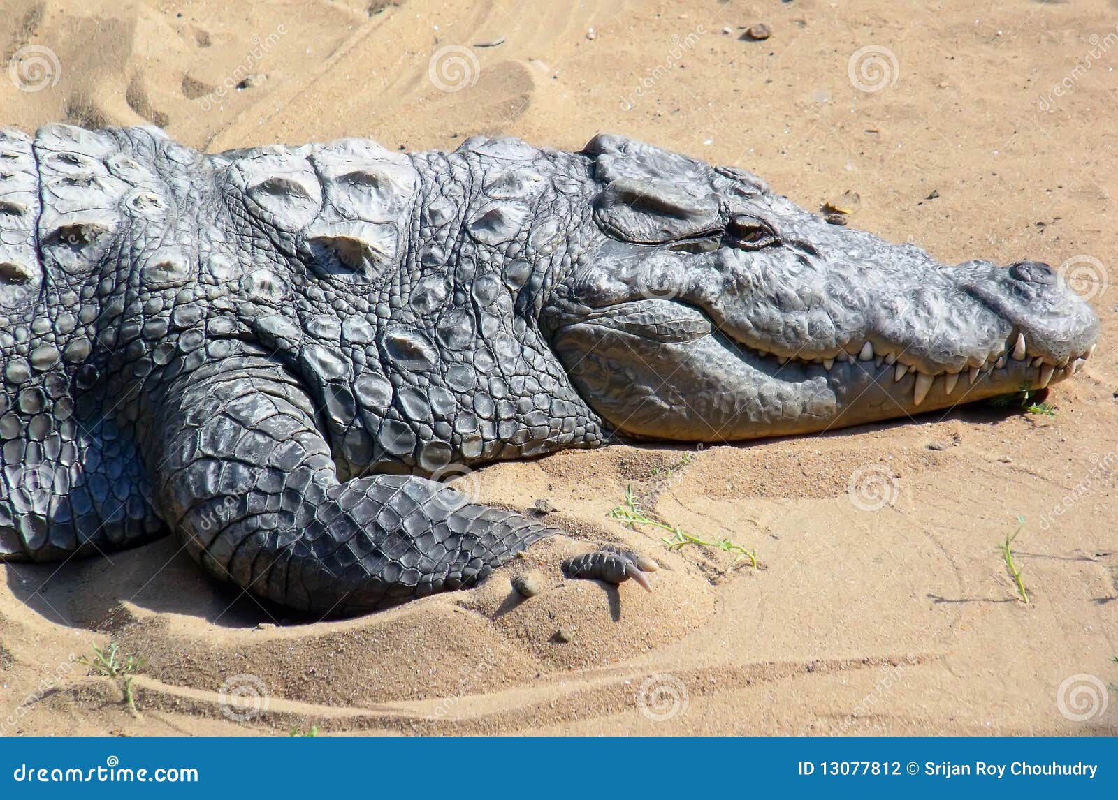 Marsh Crocodile Or Mugger Crocodile Or Broad Snouted Crocodile Basking ...