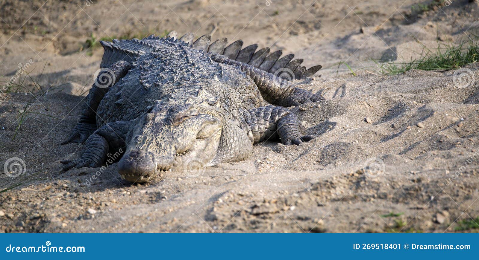 Marsh Crocodile stock image. Image of park, marsh, chitwan - 269518401