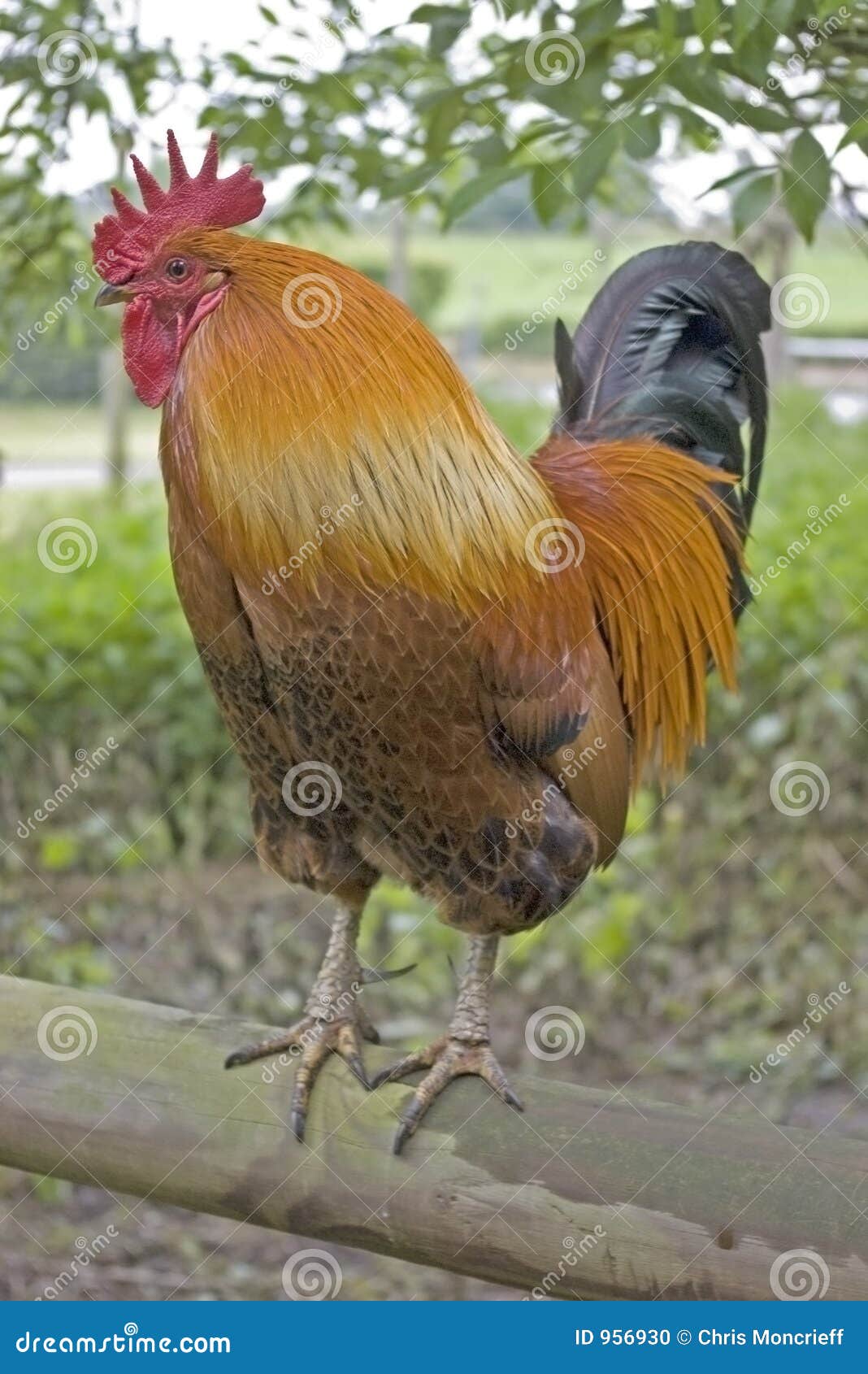 Marsh Daisy Rooster stock photo. Image of birds, breed - 956930