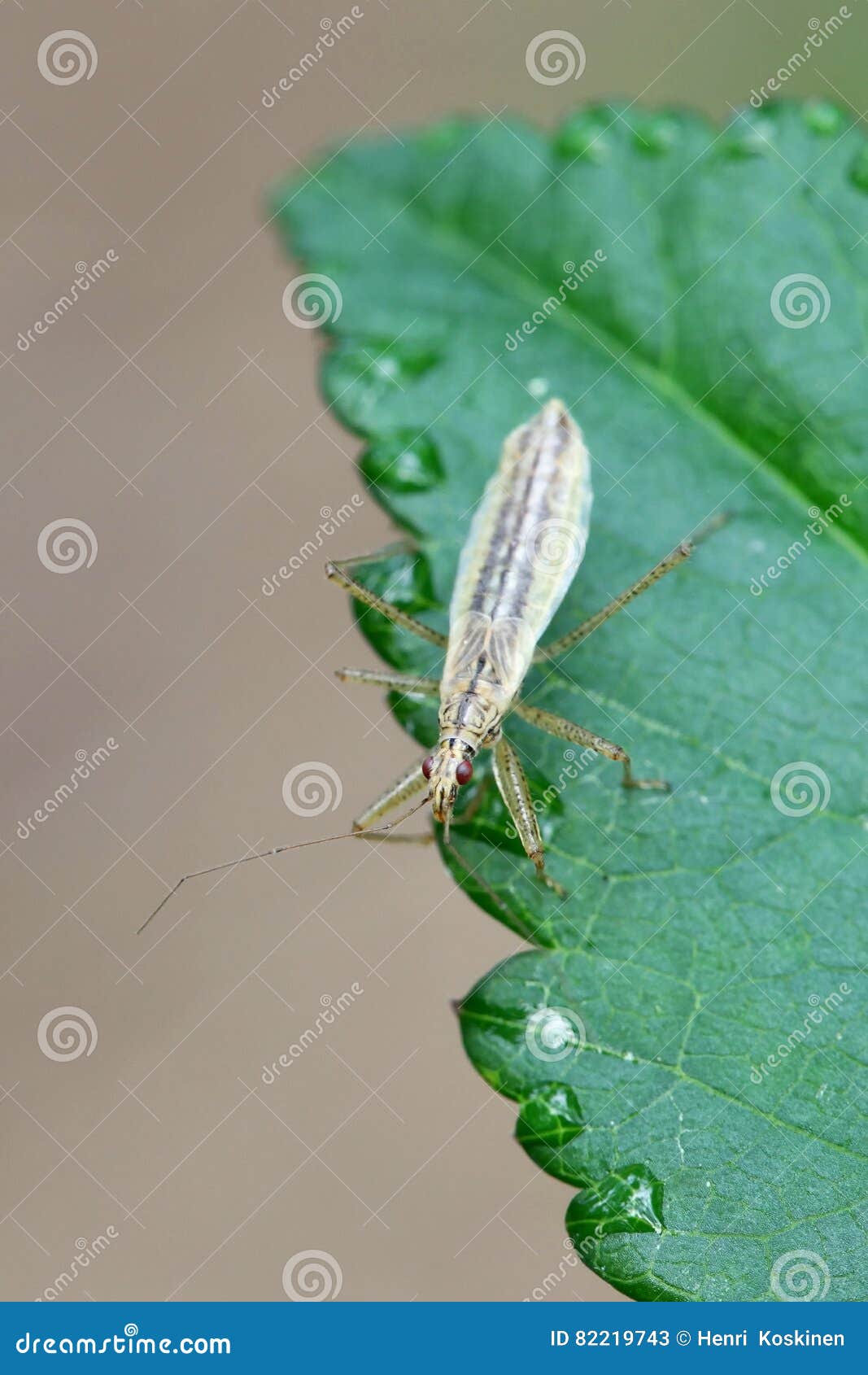 Marsh Damsel Bug, Nabis Limbatus Stock Image - Image of green, damsel ...