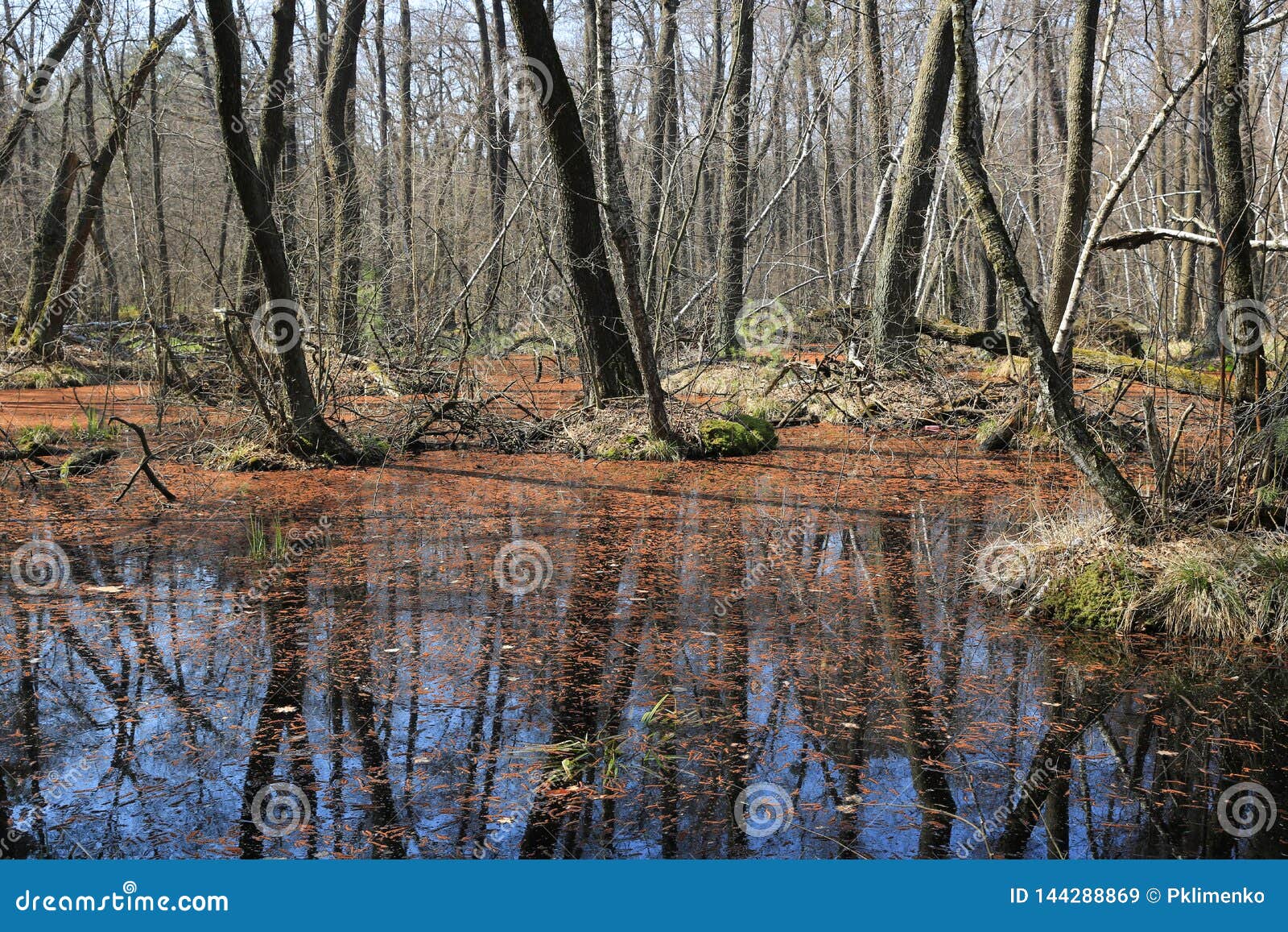 Marsh in deep forest stock image. Image of plant, marsh - 144288869