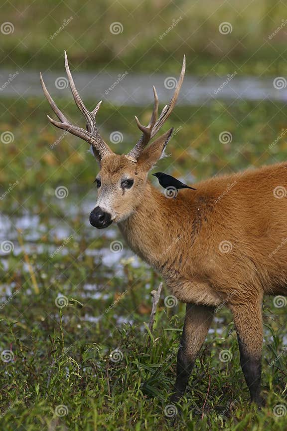 Marsh deer stock image. Image of nature, single, feed - 22337427