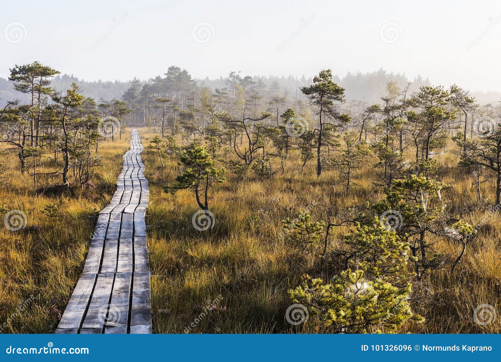 Marsh dock stock photo. Image of peat, natural, preservation - 101326096