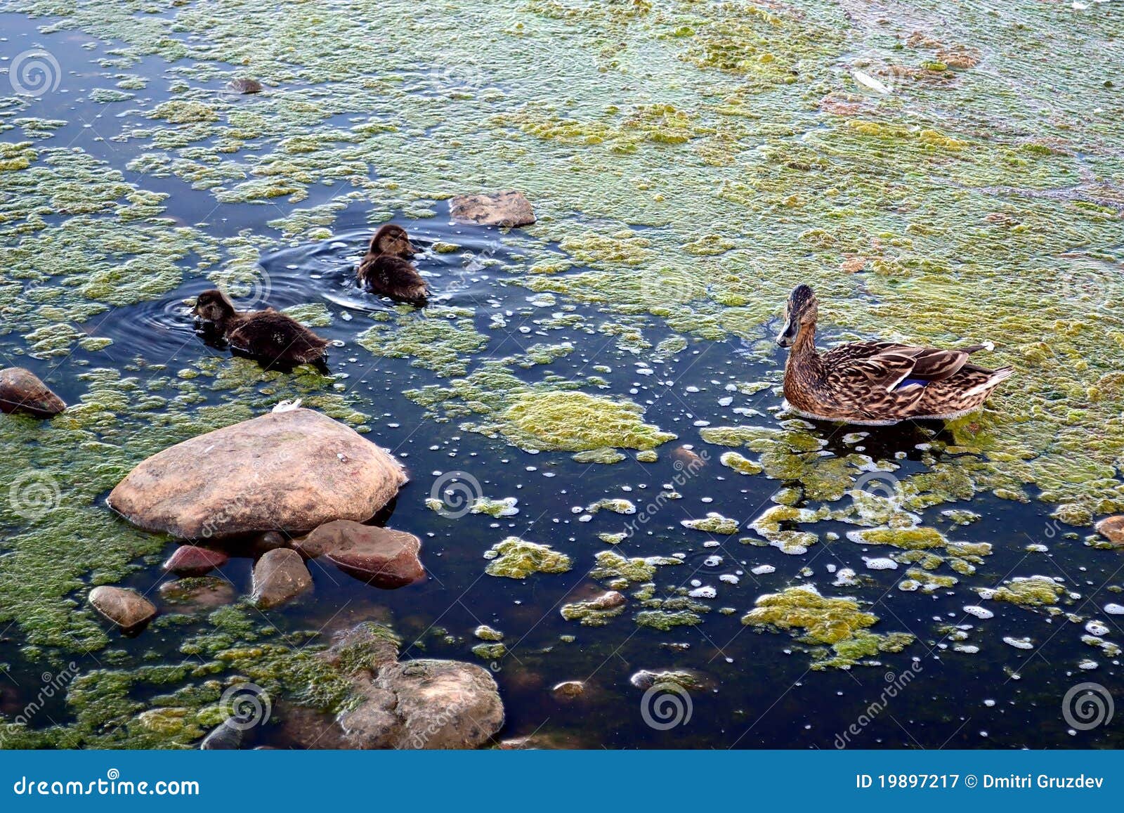 Marsh ducks stock image. Image of family, care, freshwater - 19897217