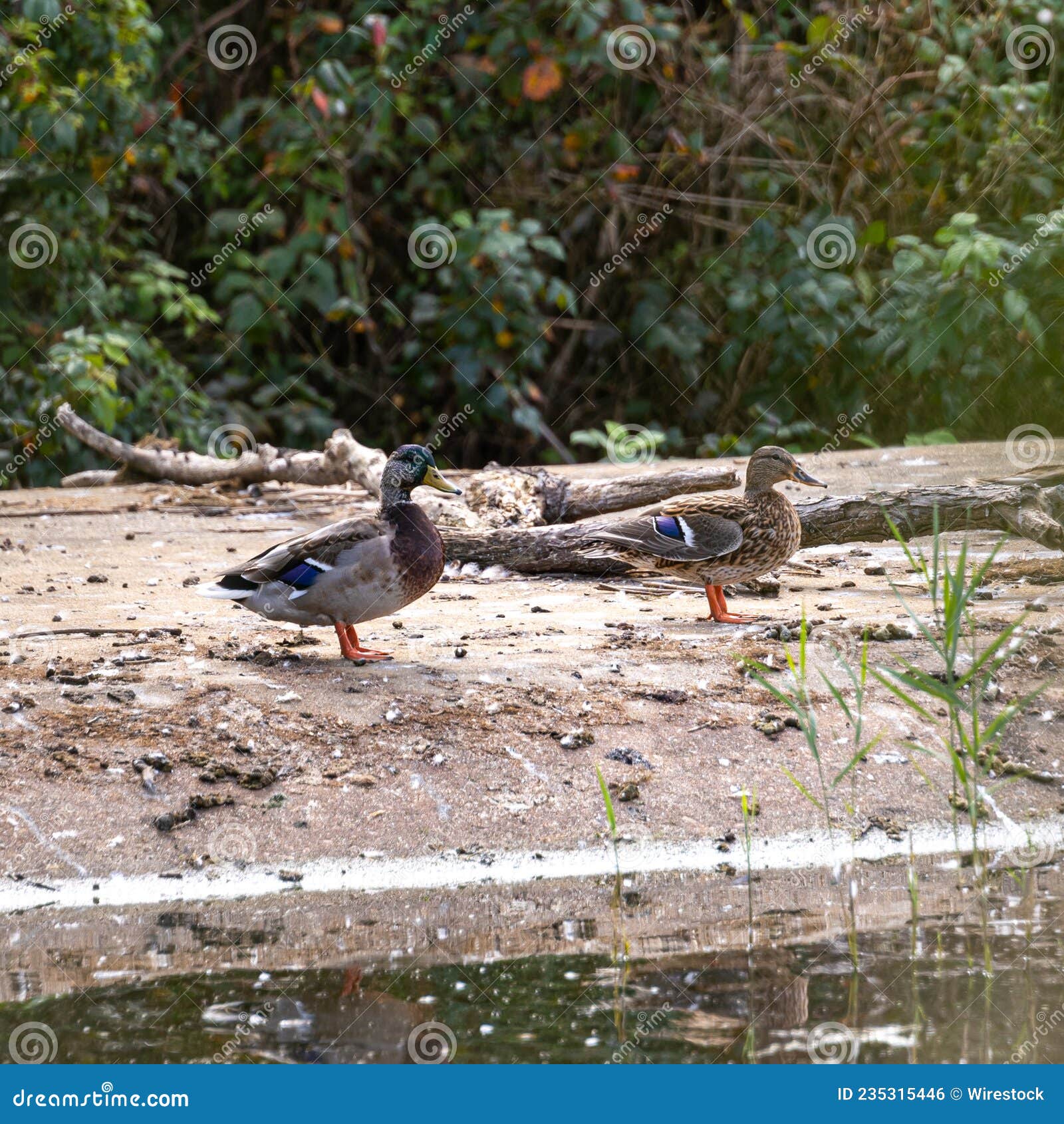 Marsh ducks by the lake stock photo. Image of environment - 235315446