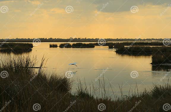 Marsh at dusk stock image. Image of south, bird, marsh - 485265