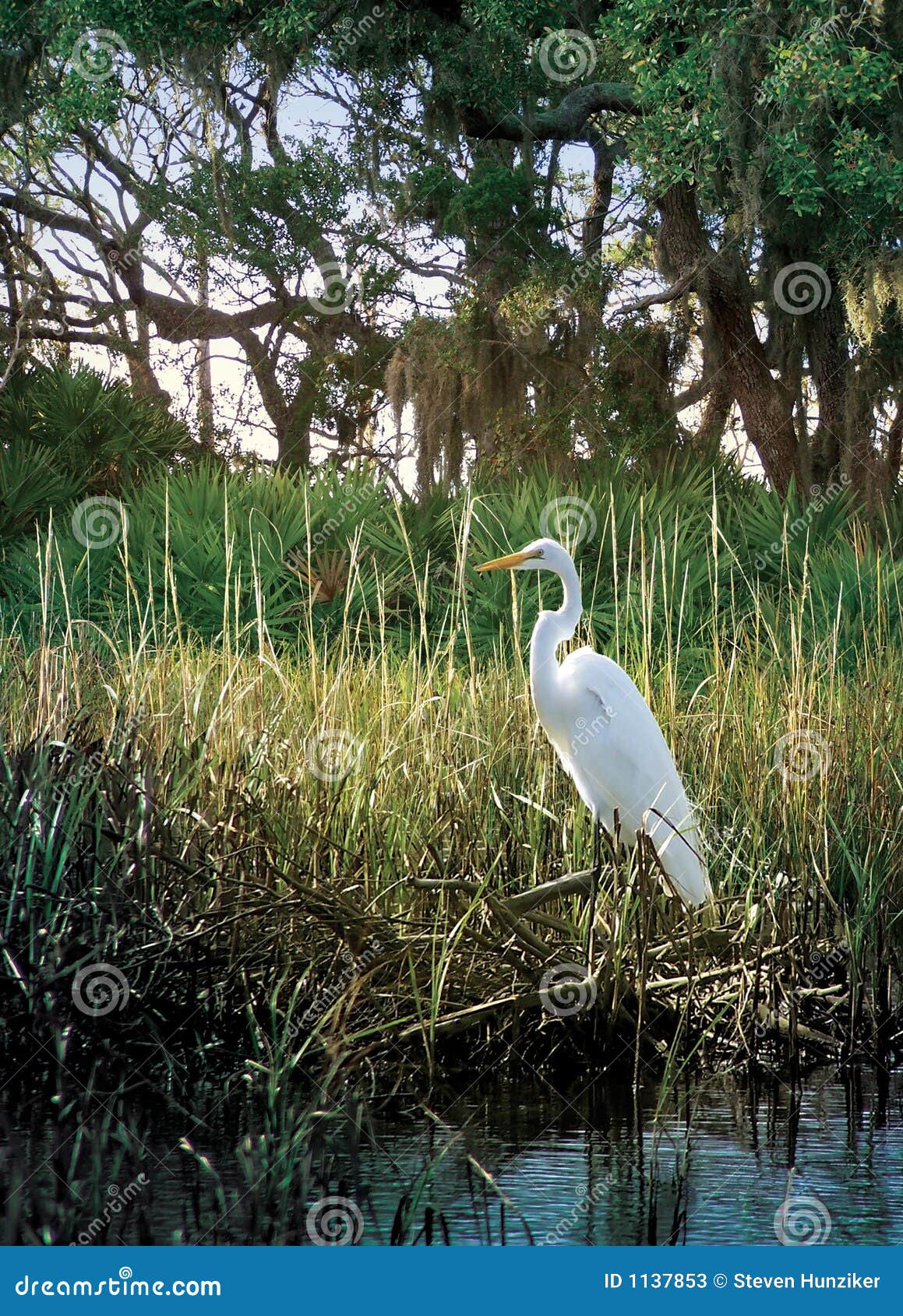 Marsh Egret stock image. Image of coastal, heron, florida - 1137853