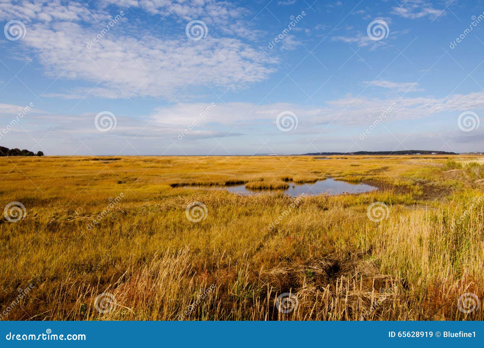 The Marsh in Fall stock image. Image of fall, pool, wellfleet - 65628919