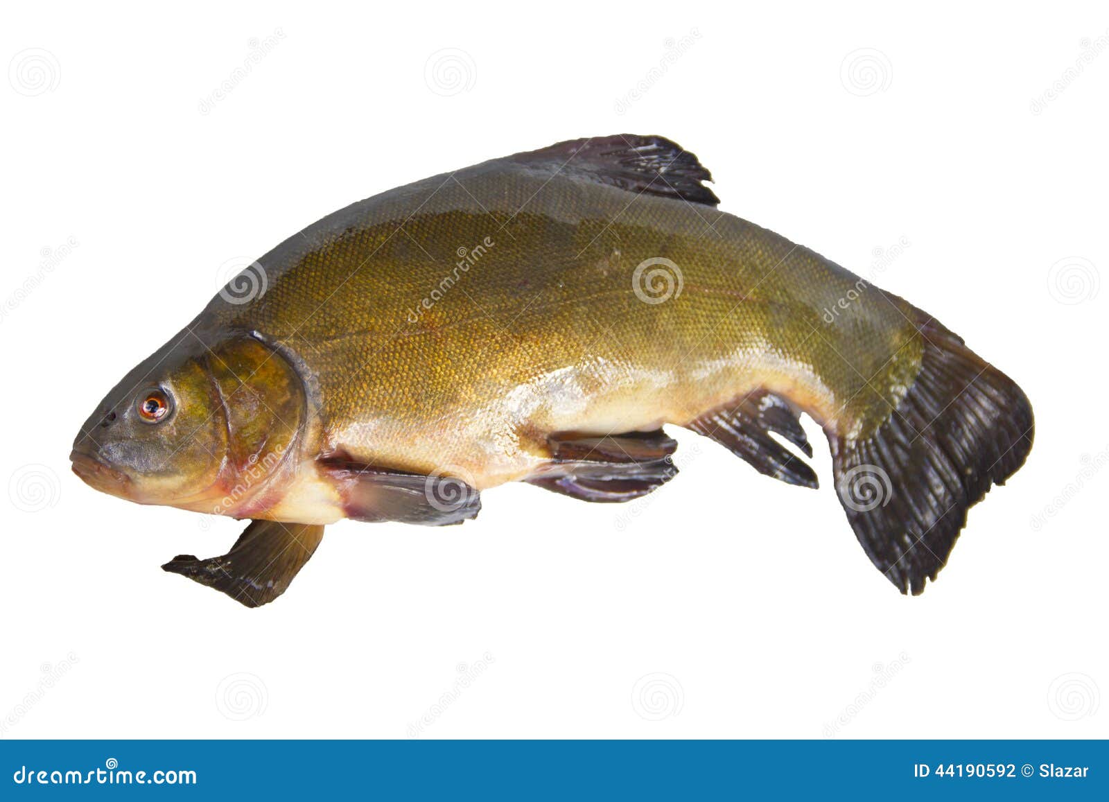 Marsh Fish Stock Photos - Royalty Free Stock Images