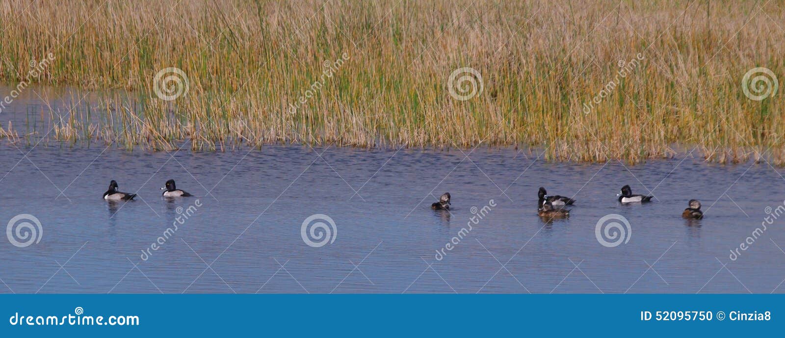 Marsh stock photo. Image of marsh, necked, ducks, pond - 52095750