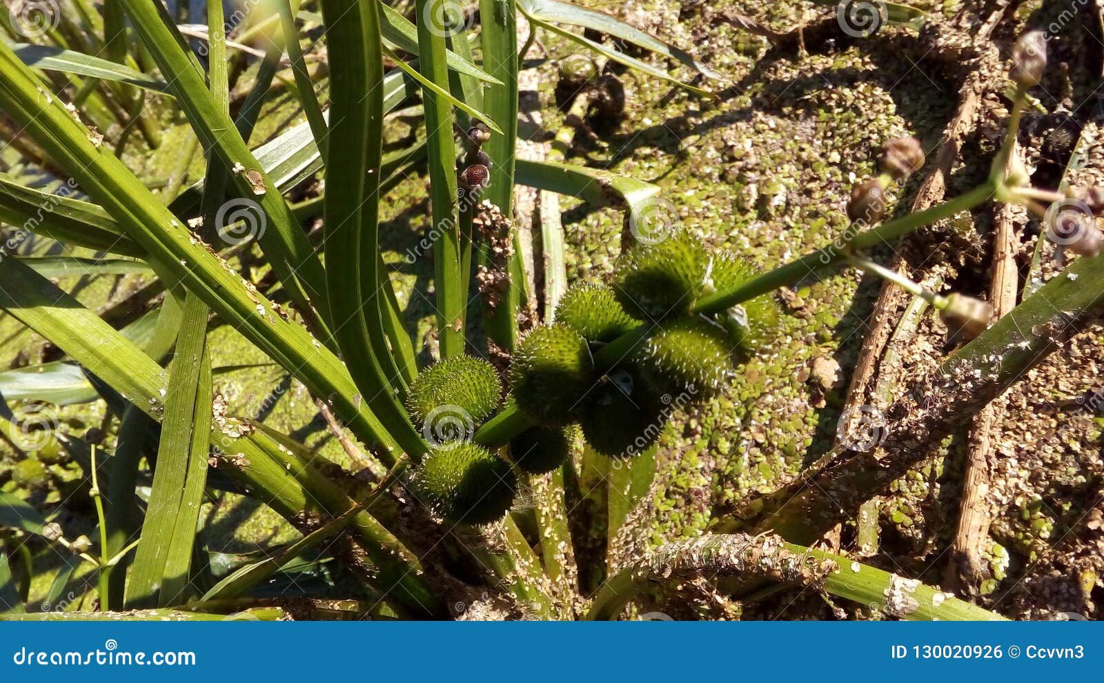 Marsh Flowering is Beautiful but Very Dangerous Stock Photo - Image of ...