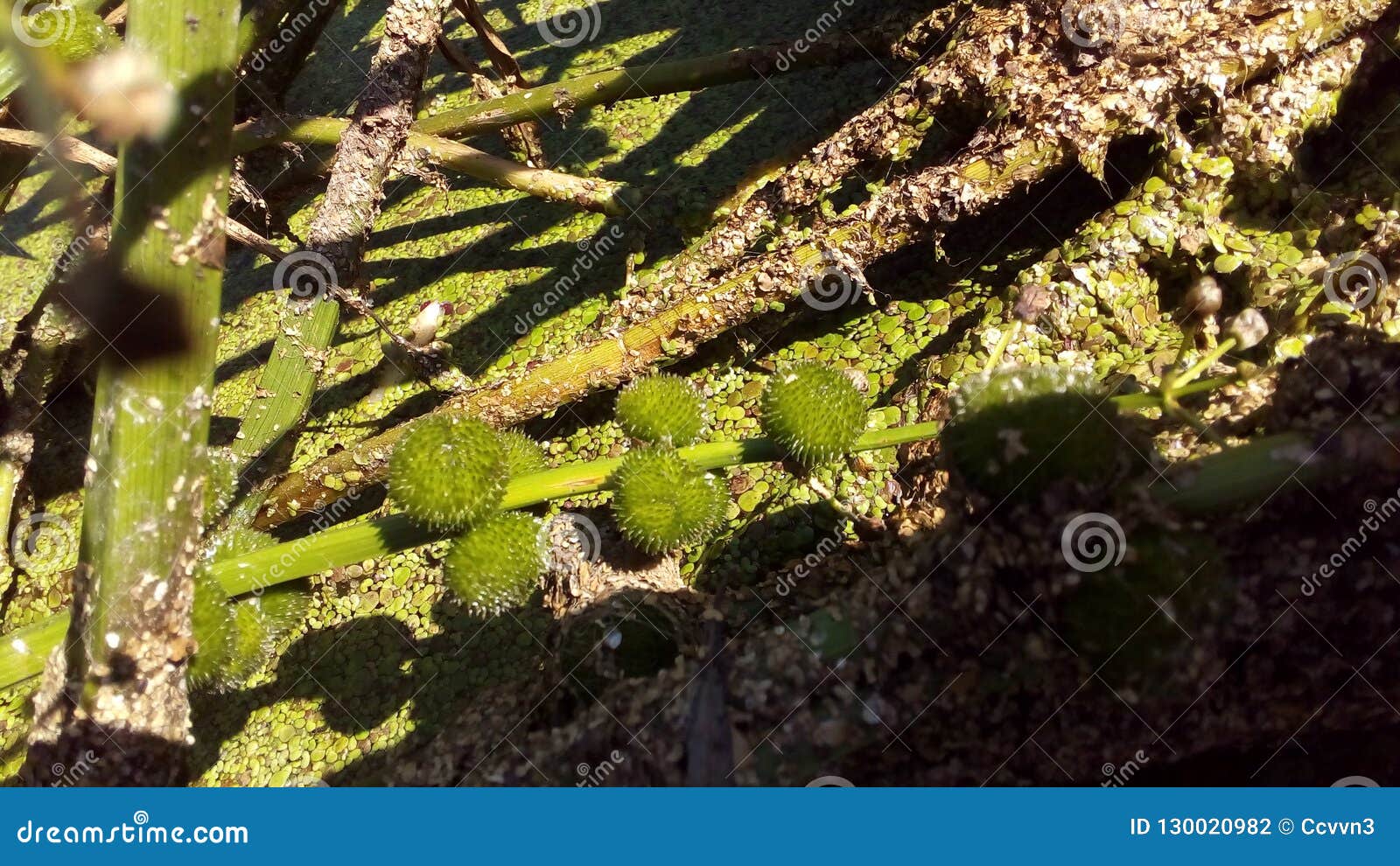 Marsh Flowering is Beautiful but Very Dangerous Stock Photo - Image of ...