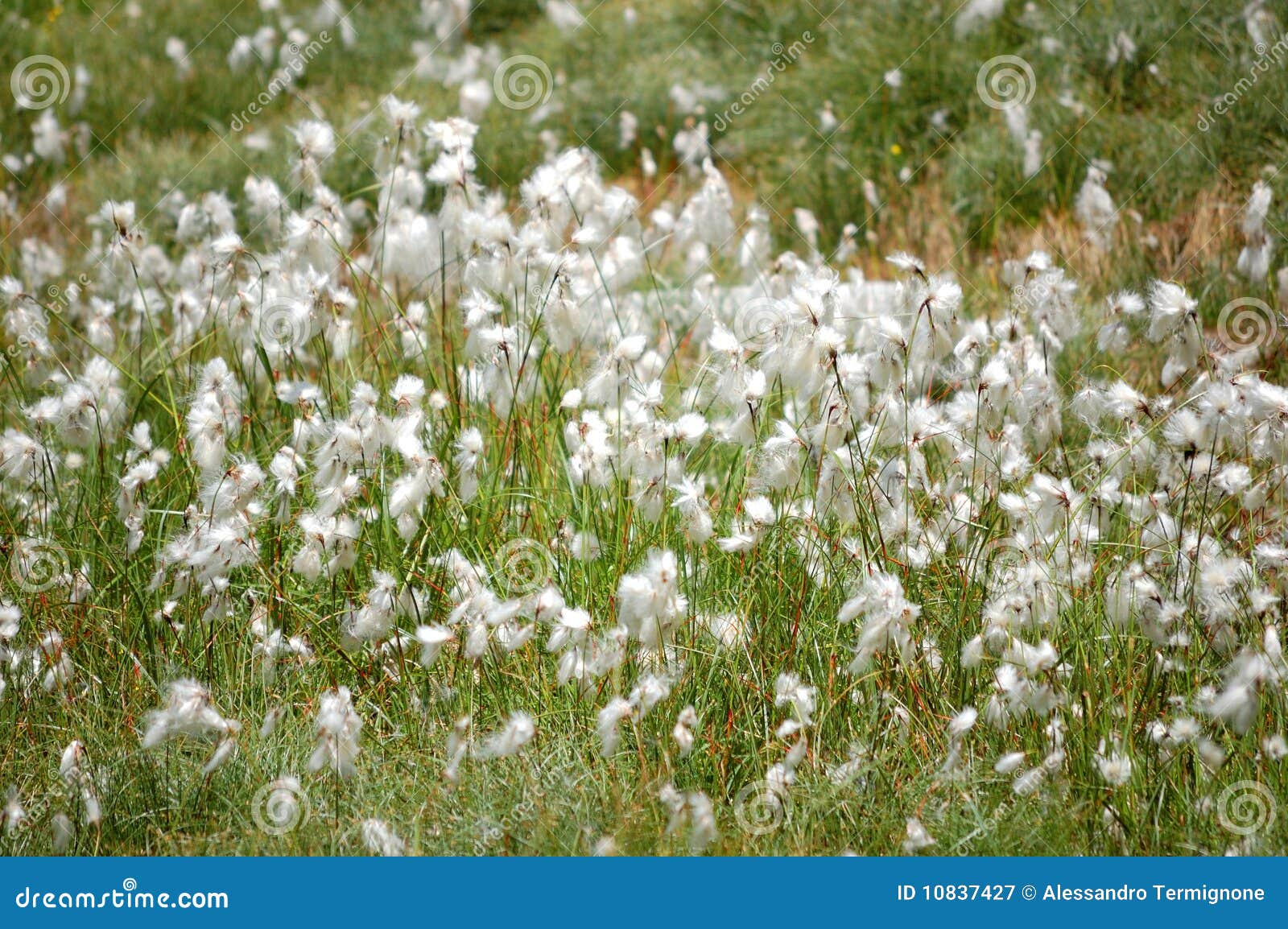 Marsh flowers stock image. Image of nature, park, swamp - 10837427