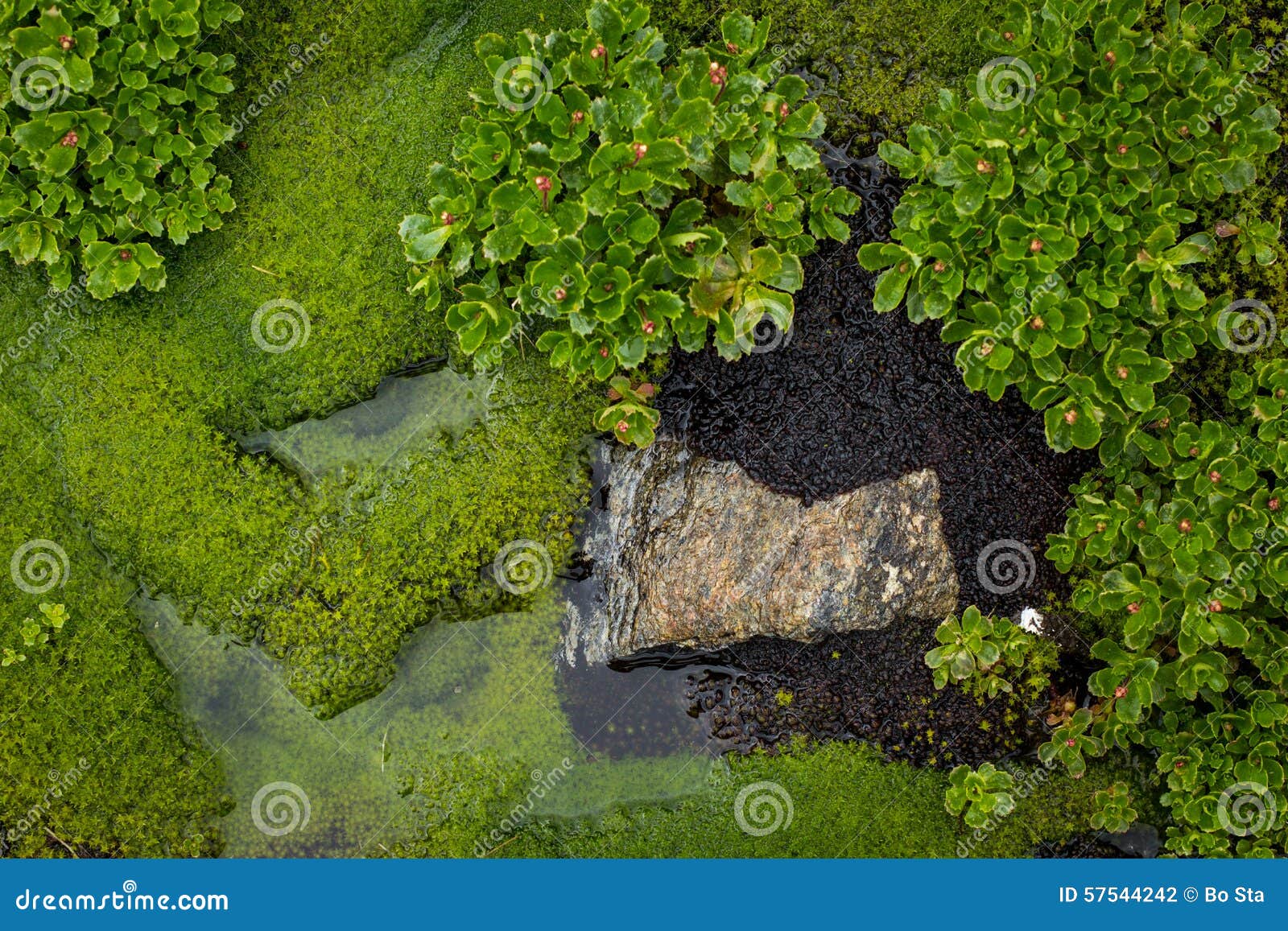 Marsh flowers and moss stock photo. Image of outdoors - 57544242