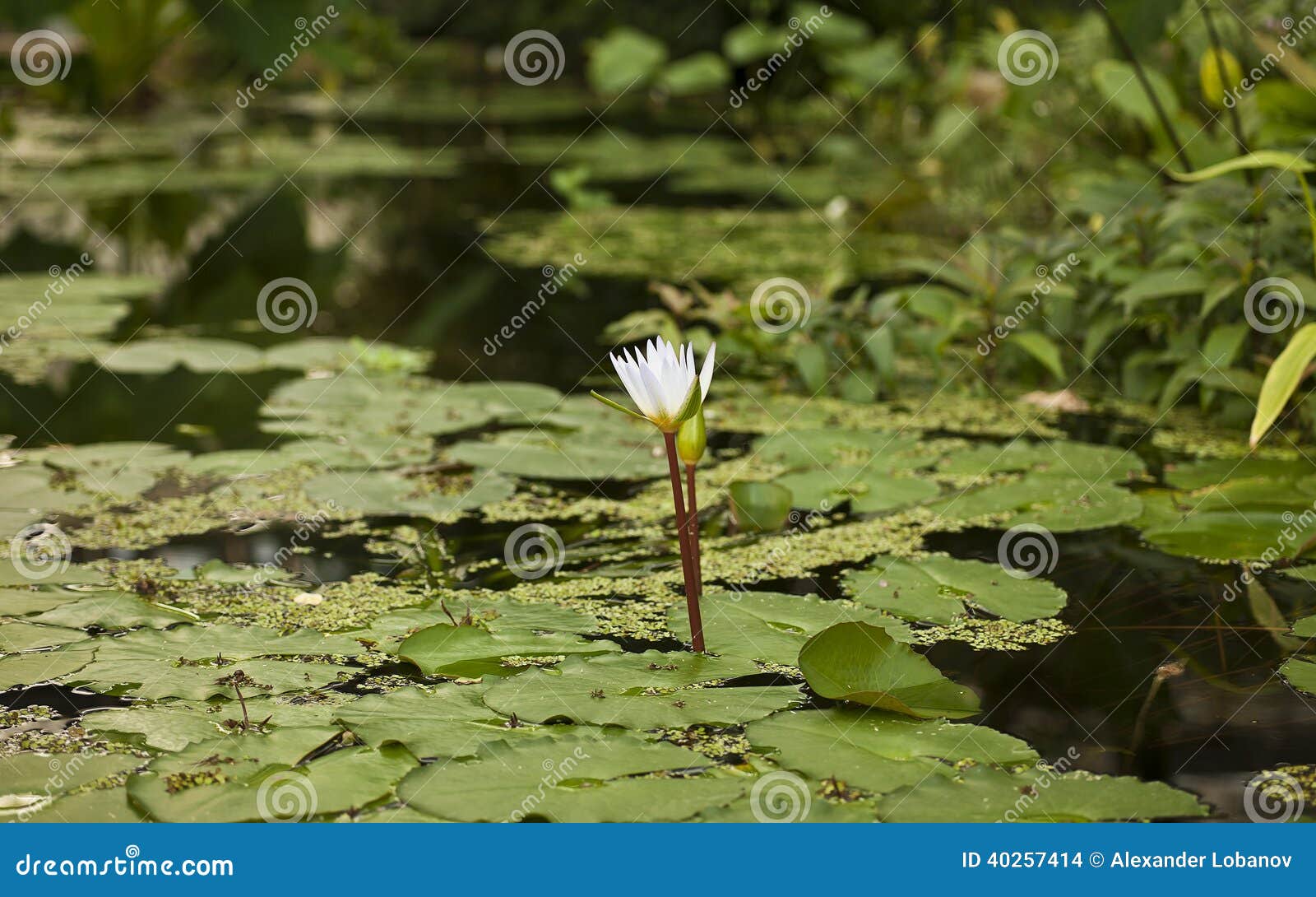 Marsh flowers. stock photo. Image of green, leaf, greenhouse - 40257414